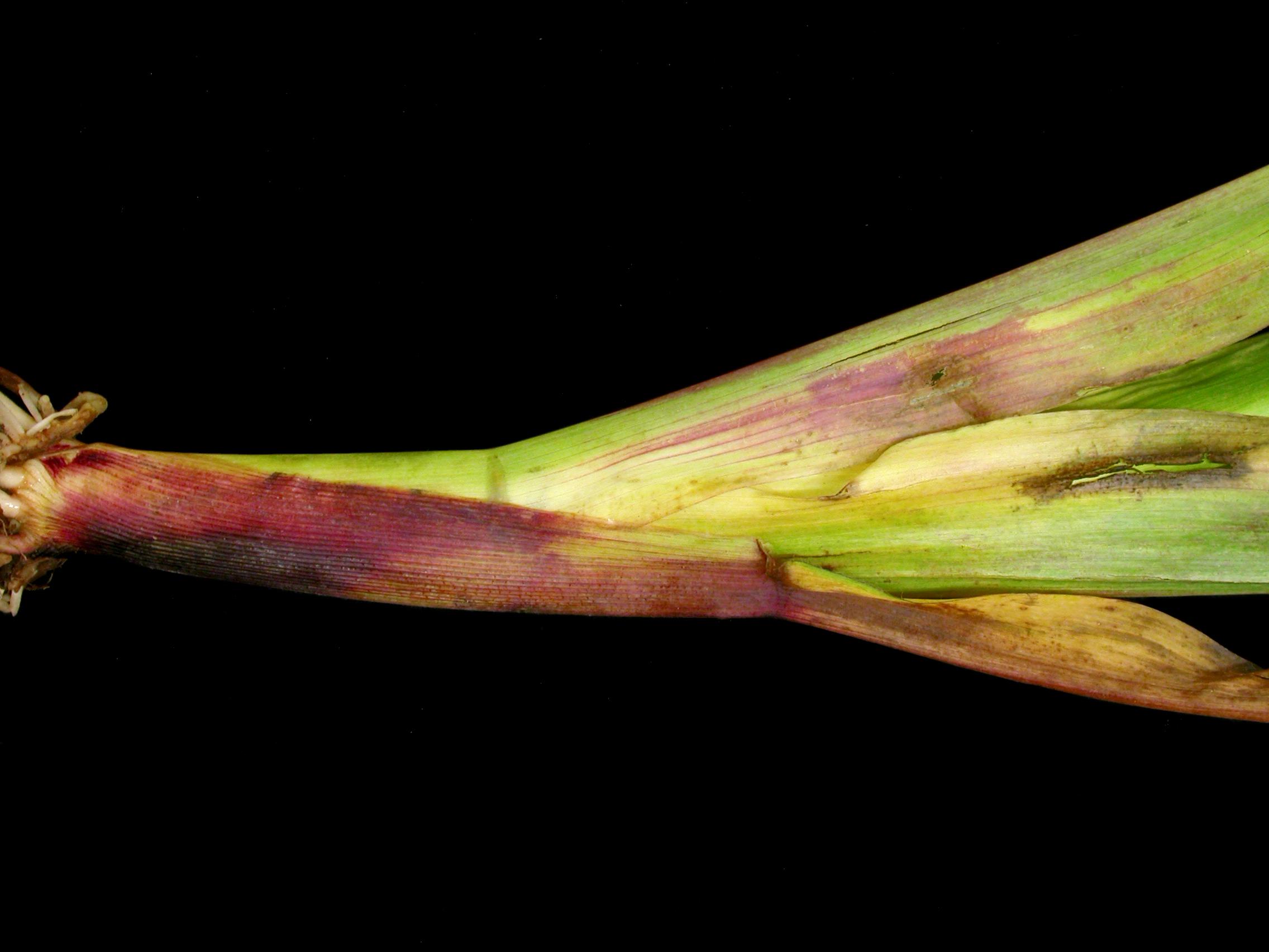 IRIIS phytoprotection - Fiche technique, Phytotoxicité - Herbicide du ...