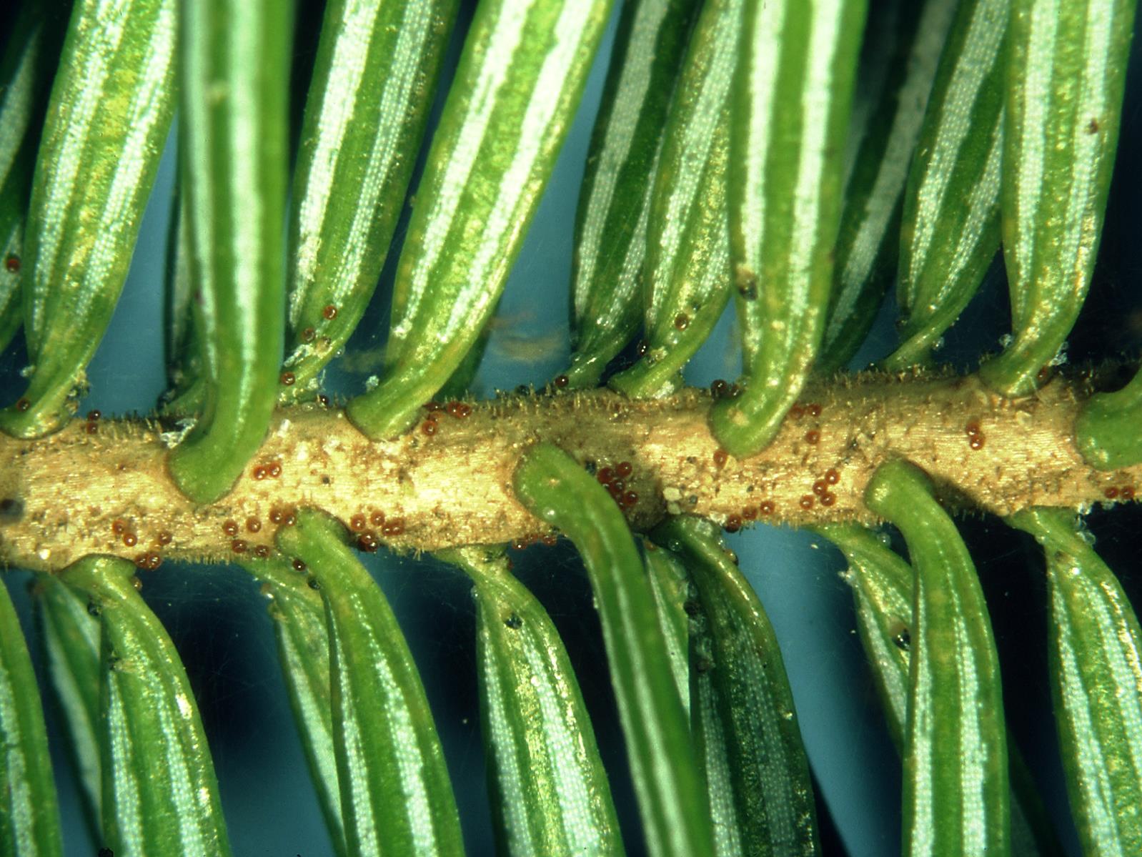 IRIIS phytoprotection - Fiche technique, Tétranyque de l'épinette