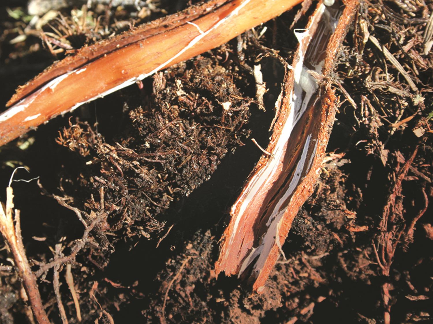 IRIIS phytoprotection - Fiche technique, Maladie Pourridié-agaric (syn ...