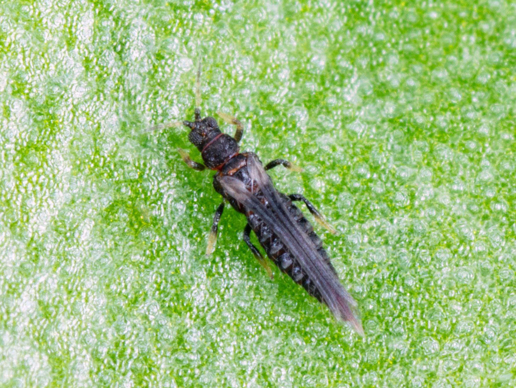 IRIIS phytoprotection - Fiche technique, Thrips de l’impatiens