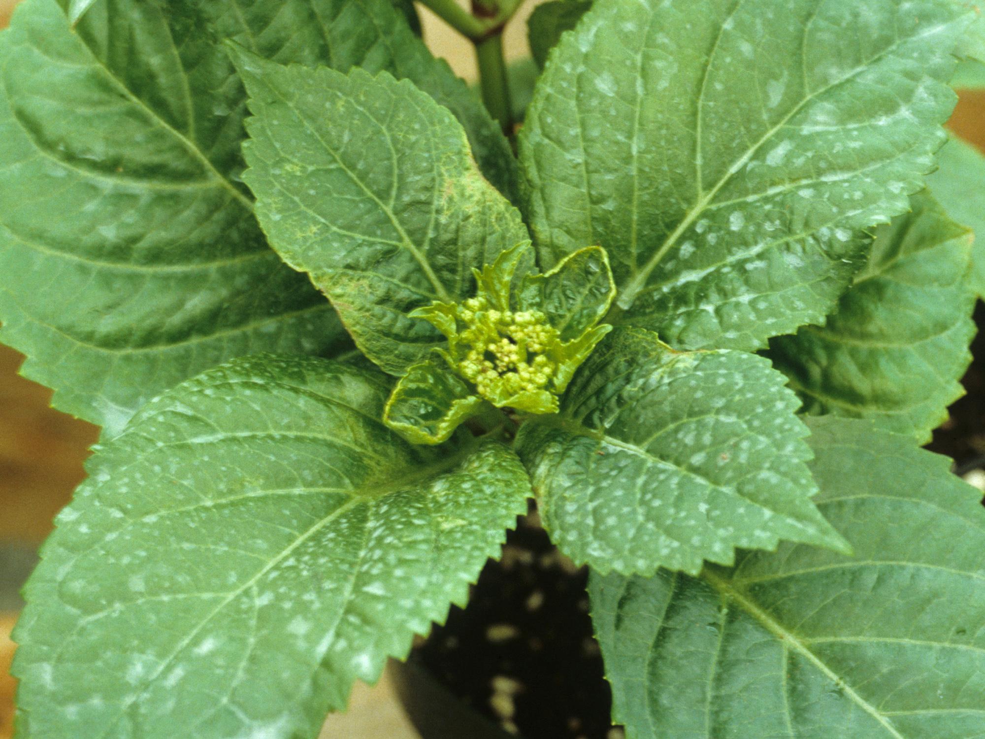 IRIIS phytoprotection - Fiche technique, Phytotoxicité - Fongicide ...