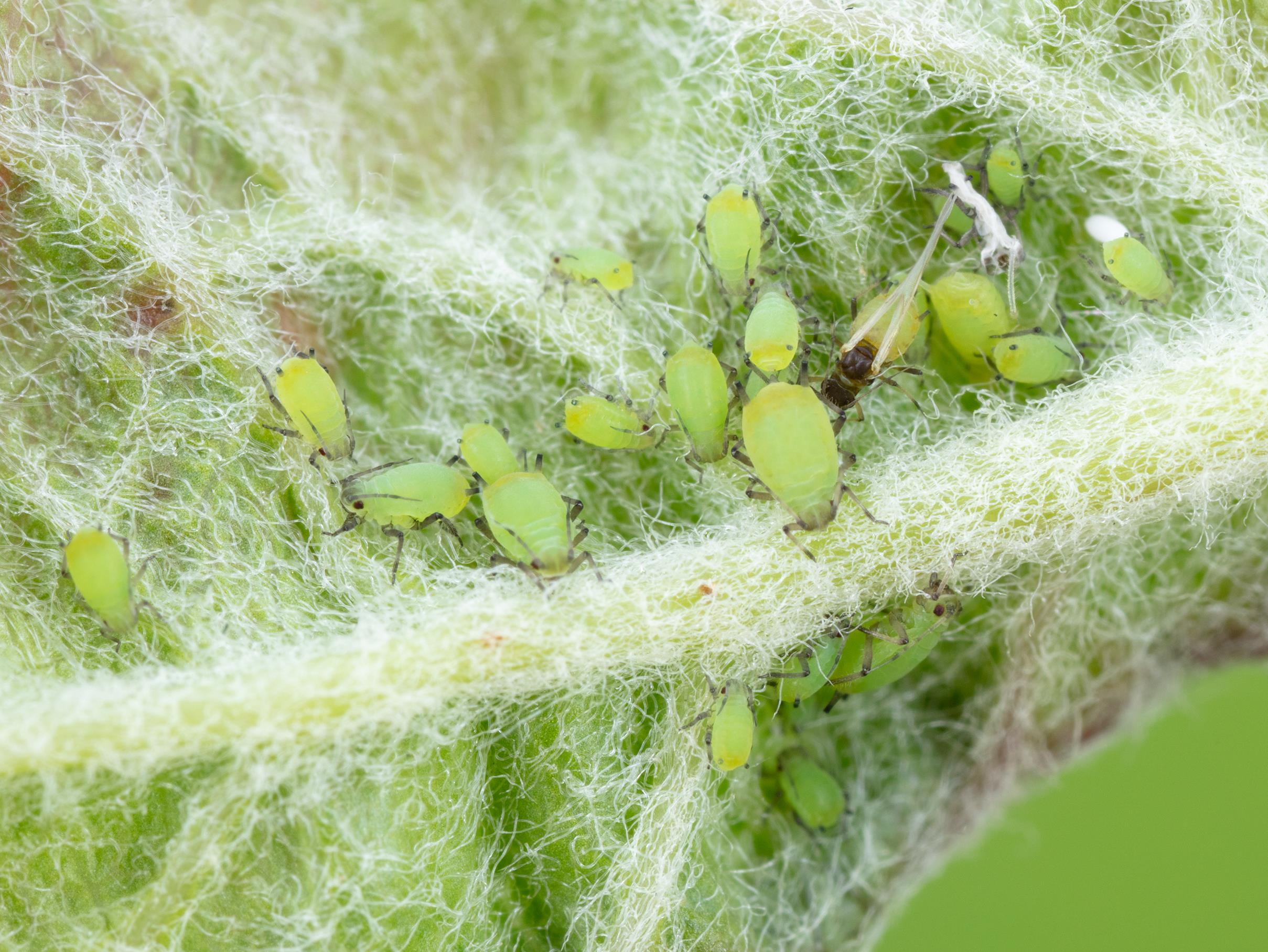IRIIS phytoprotection - Fiche technique, Puceron vert du pommier