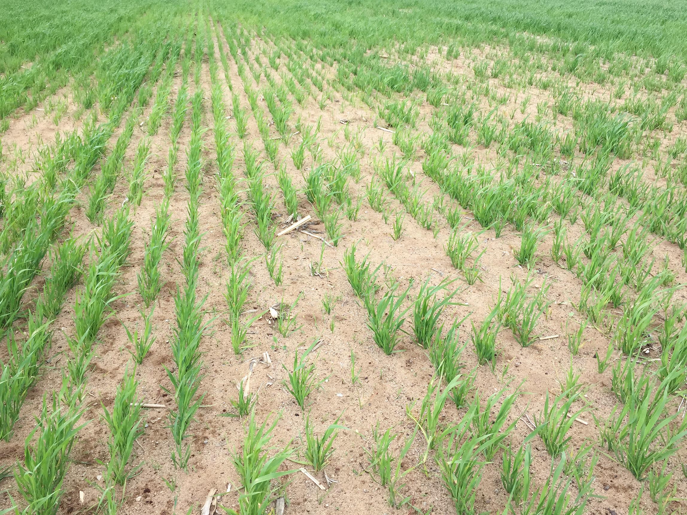 IRIIS phytoprotection - Fiche technique, Hanneton commun - Avoine