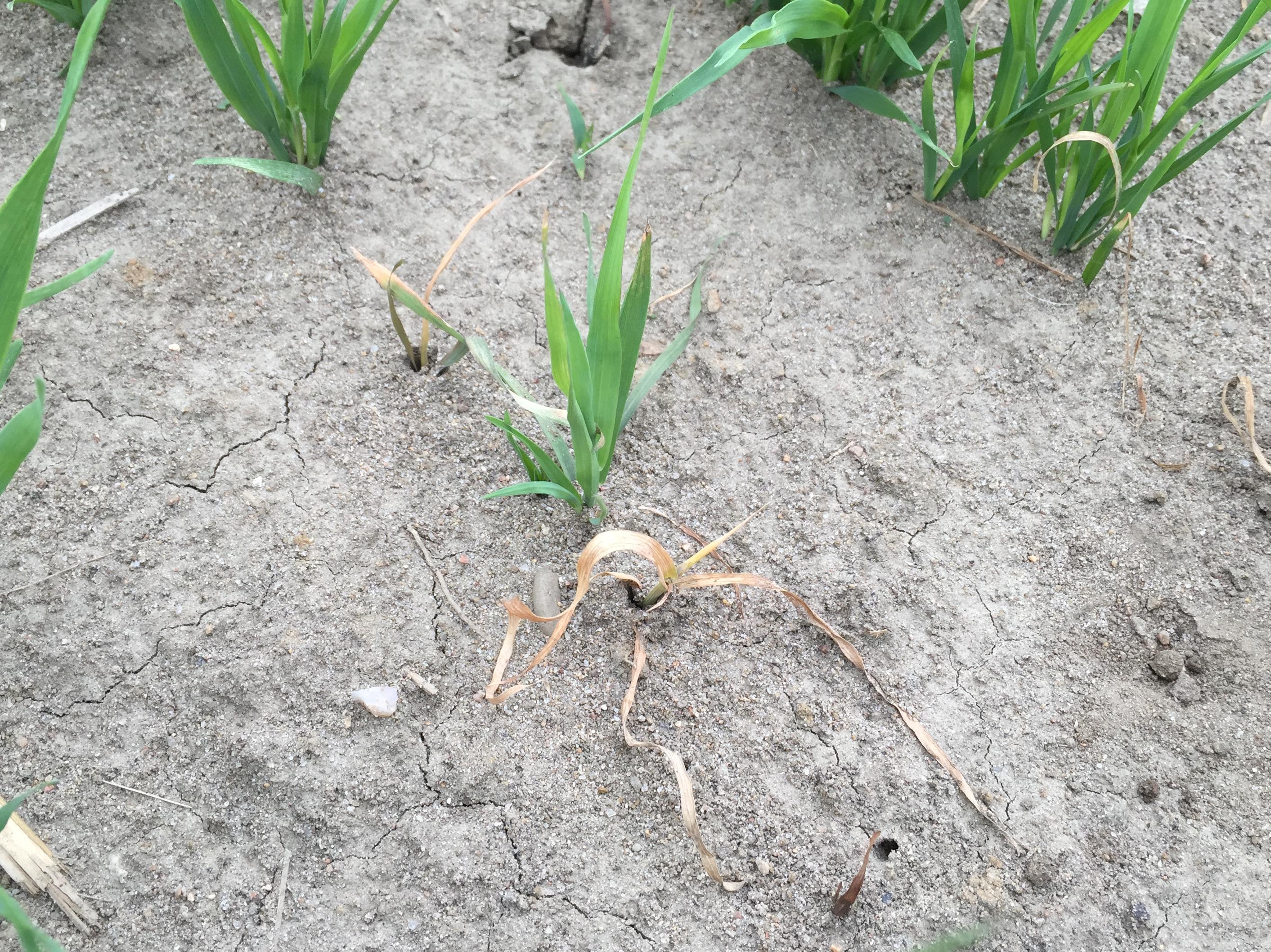 IRIIS phytoprotection - Fiche technique, Hanneton commun - Avoine