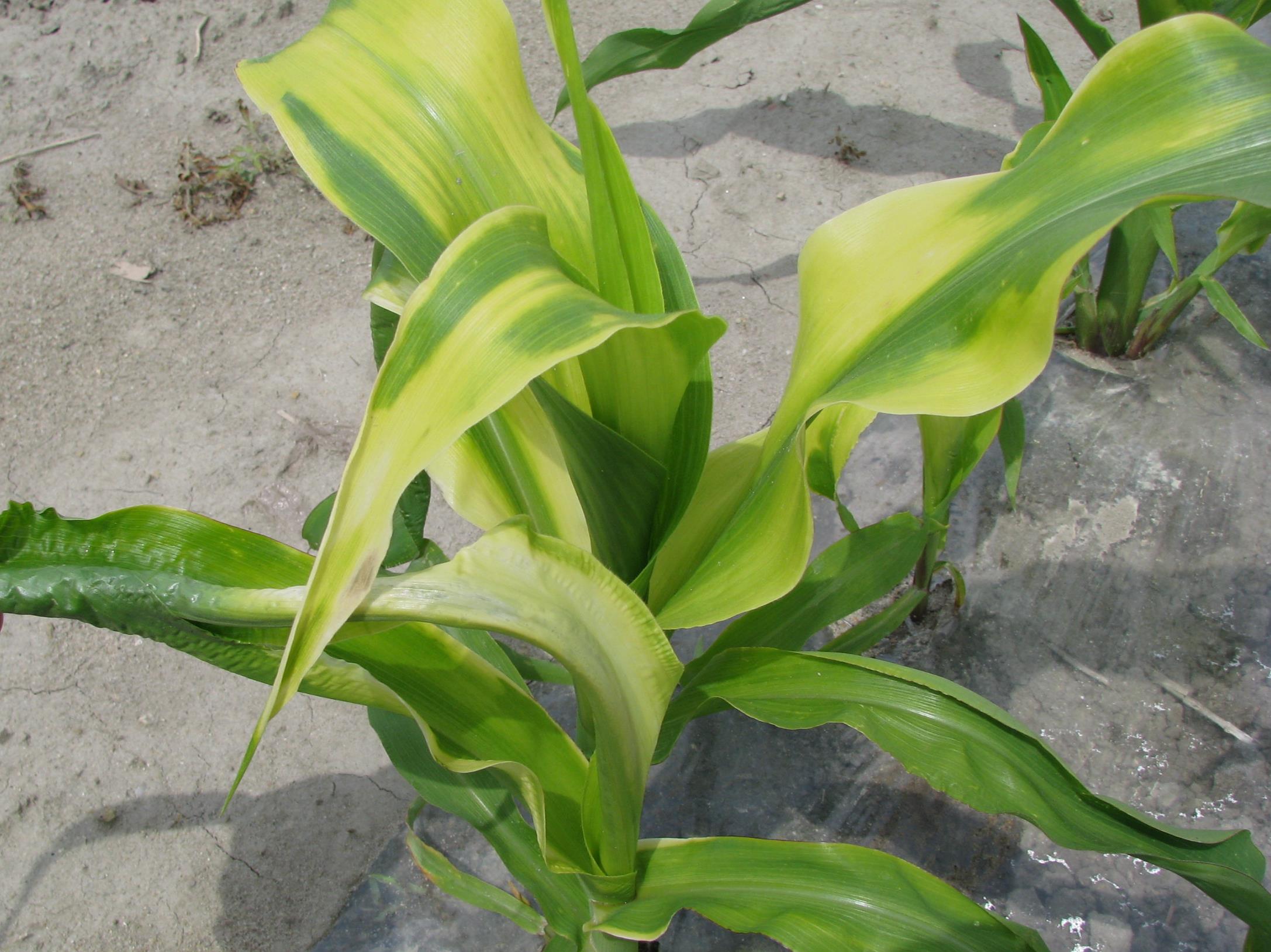 IRIIS phytoprotection - Fiche technique, Phytotoxicité - Herbicide du ...