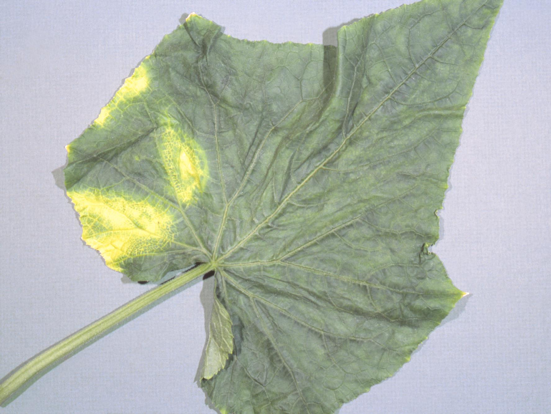 IRIIS phytoprotection - Fiche technique, Phytotoxicité - Herbicide du ...