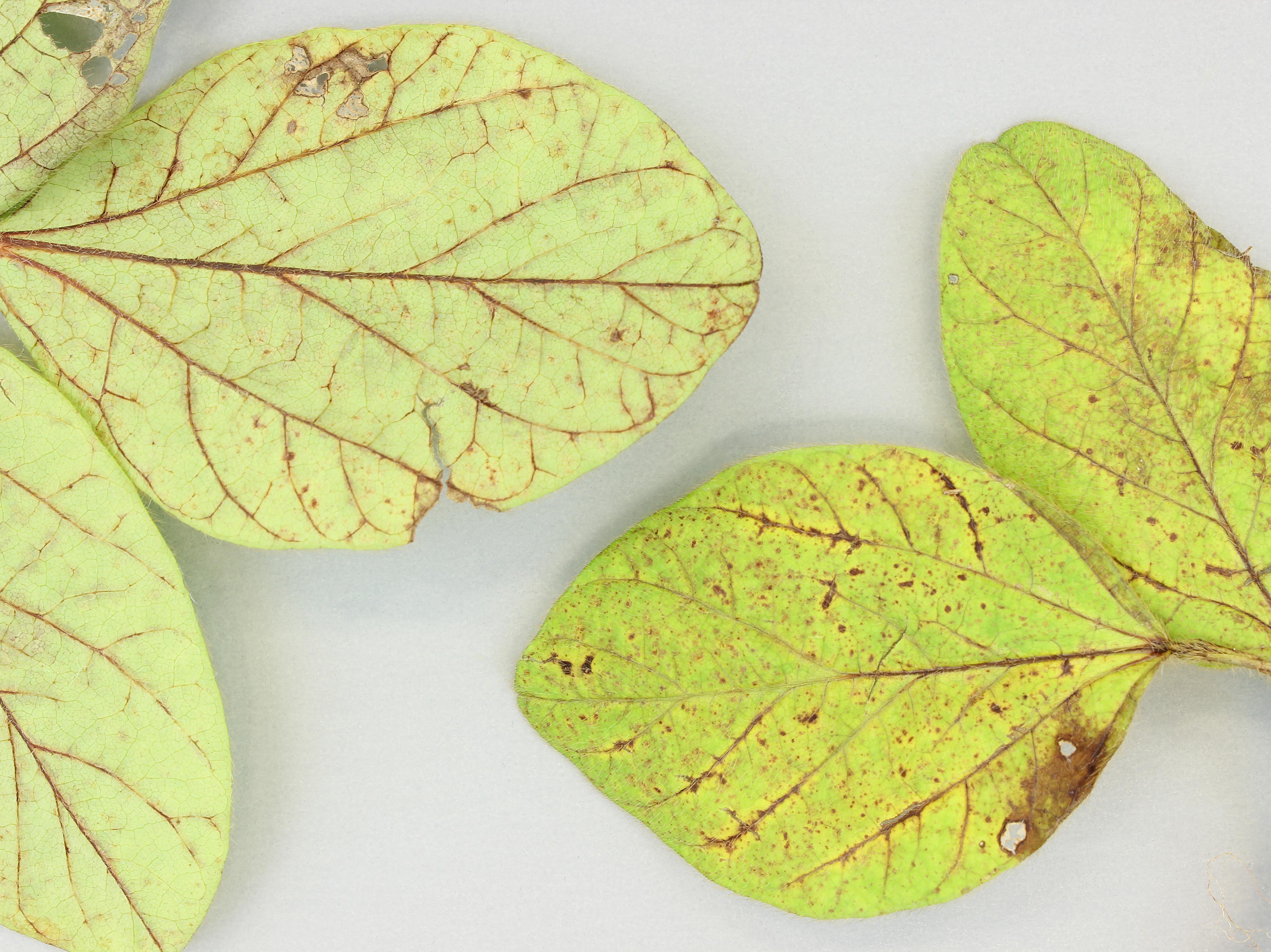 IRIIS phytoprotection - Fiche technique, Phytotoxicité - Herbicide du ...