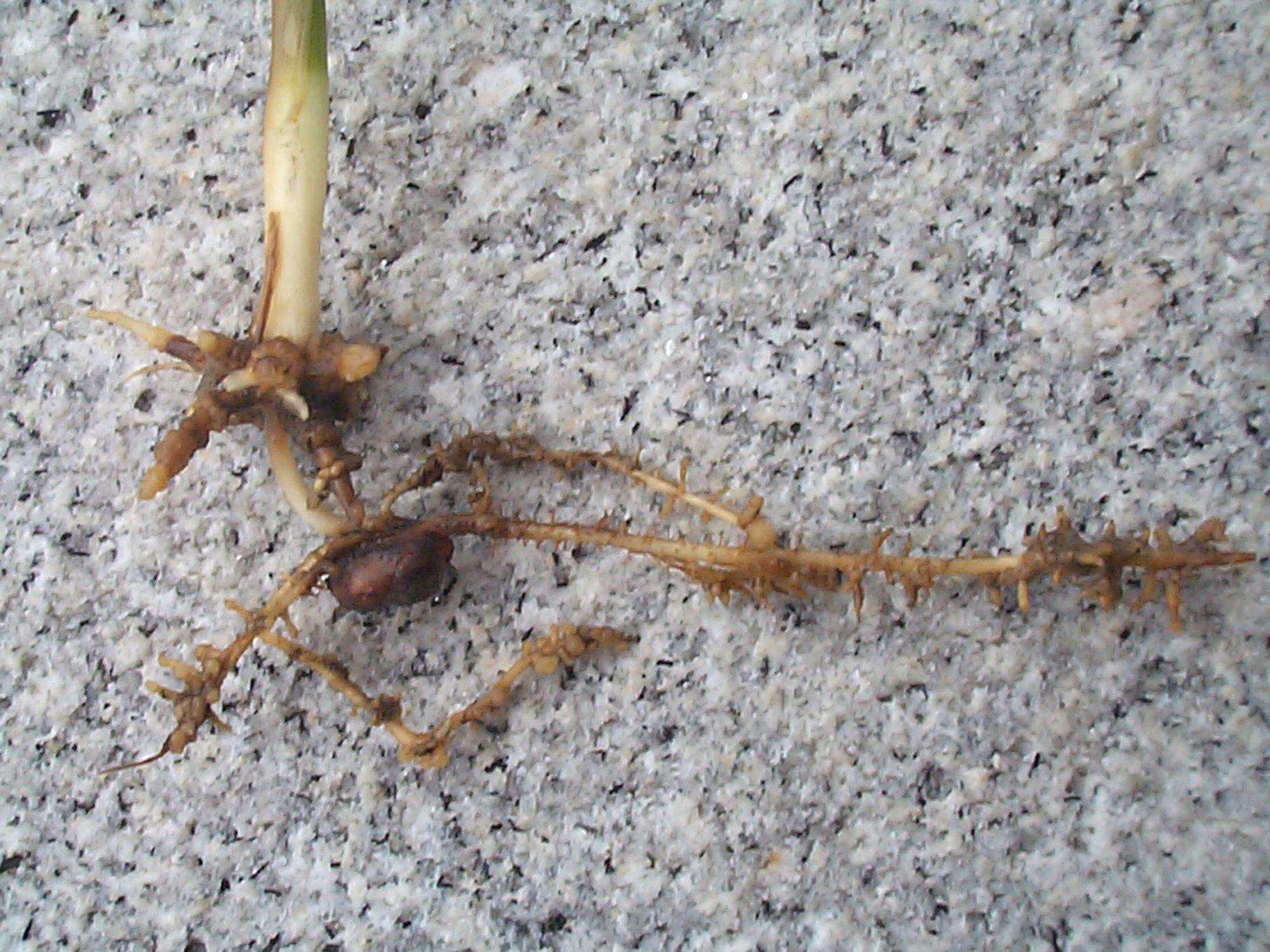 IRIIS phytoprotection - Fiche technique, pH bas (acide) et excès ...