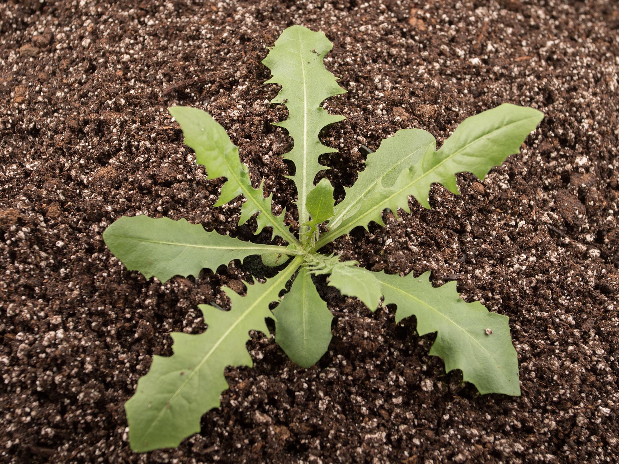 IRIIS phytoprotection - Fiche technique, Chicorée sauvage - Wild chicory