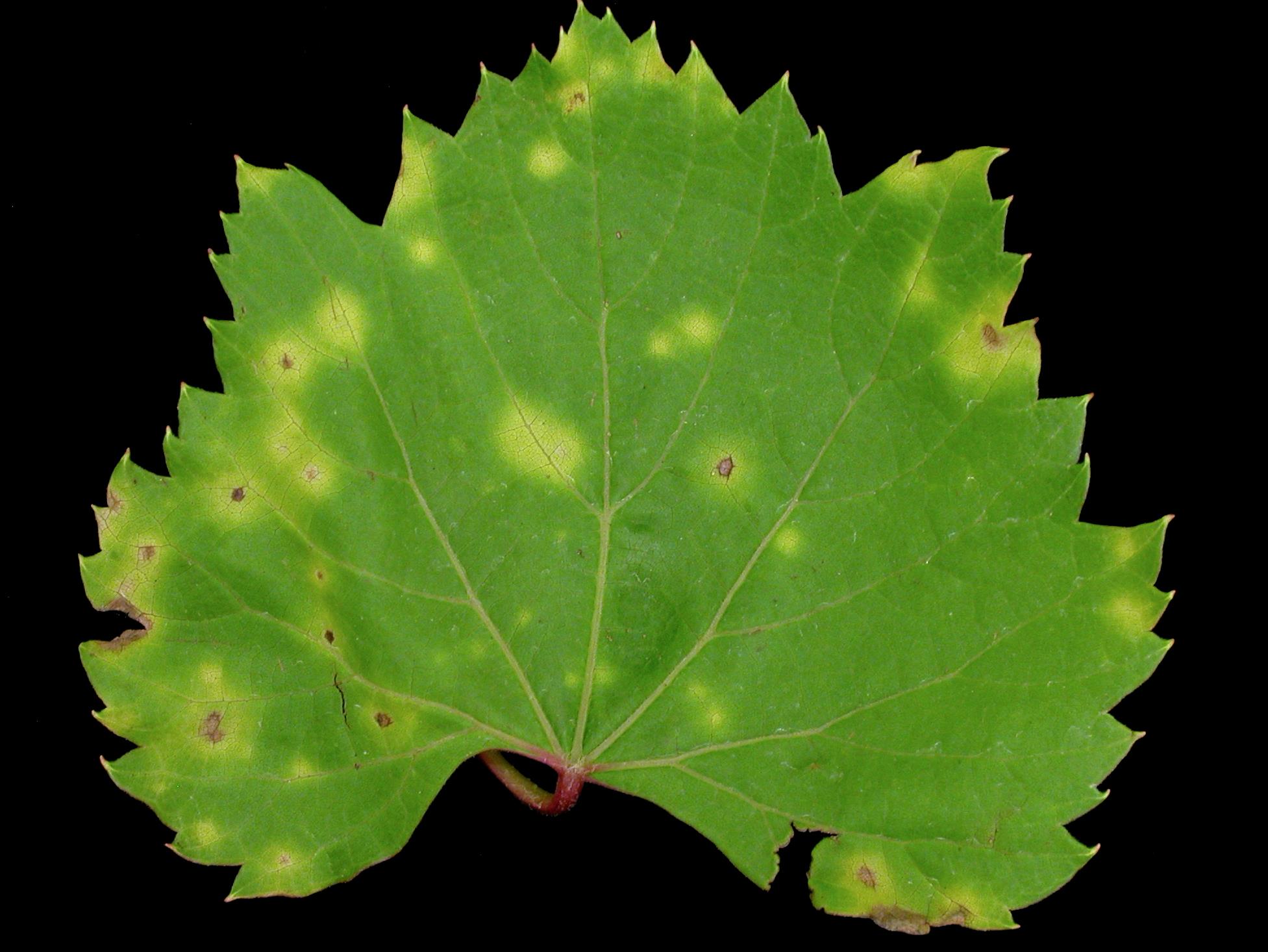 IRIIS phytoprotection - Fiche technique, Phytotoxicité - Herbicide du ...