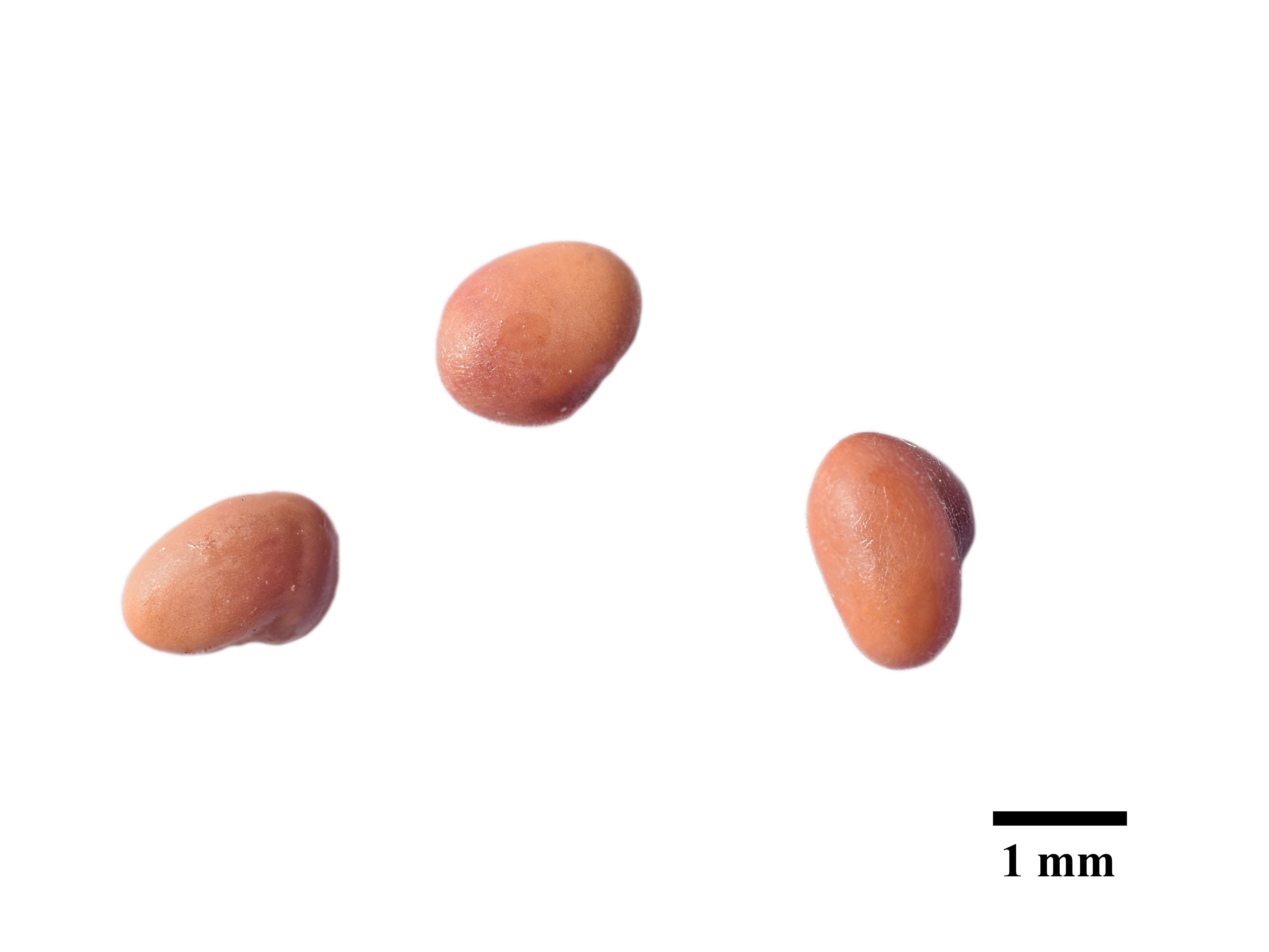 IRIIS phytoprotection - Fiche technique, Trèfle rouge - Red clover