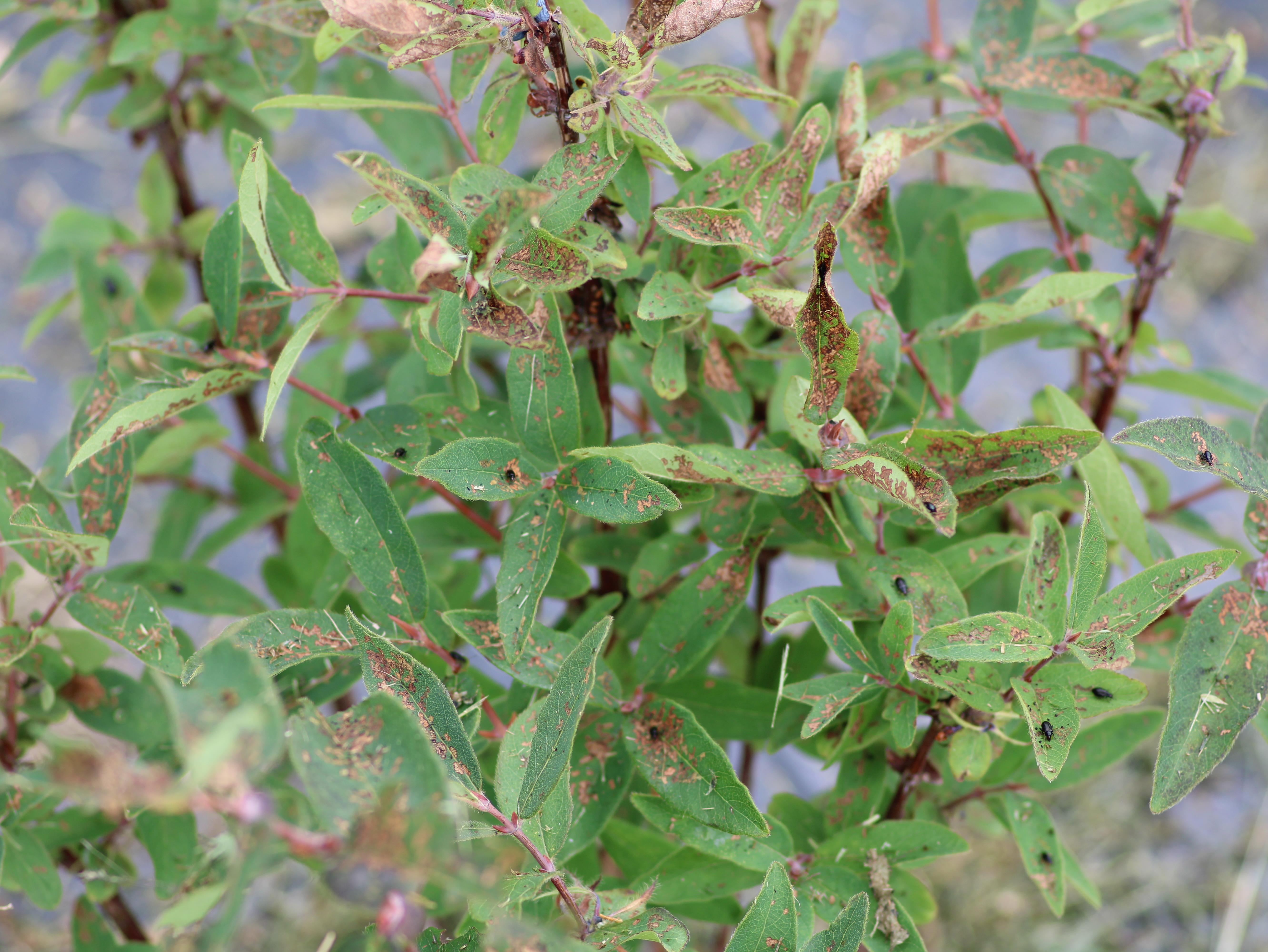 IRIIS phytoprotection - Fiche technique, Altise à tête rouge - Camerise