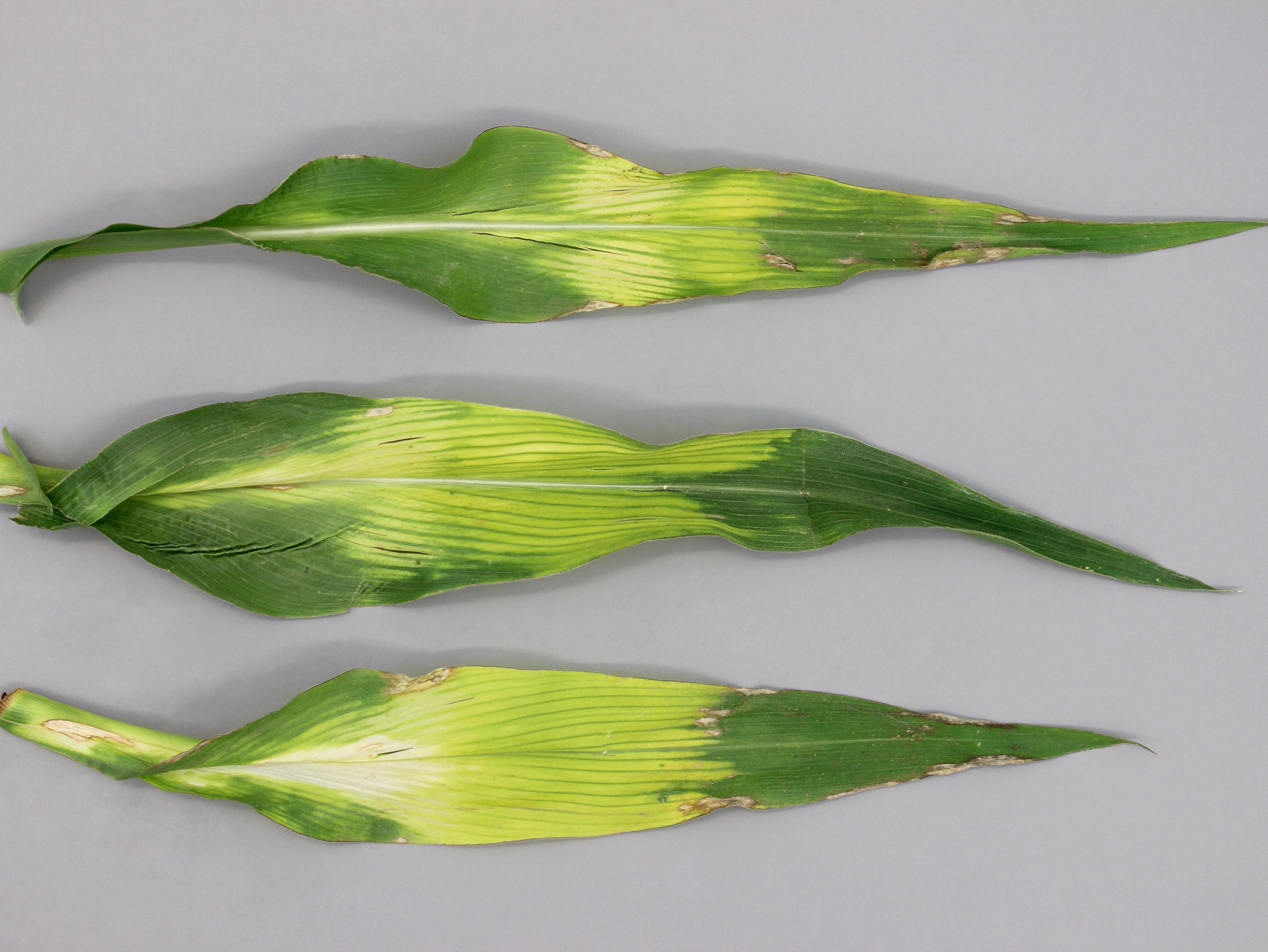 IRIIS phytoprotection - Fiche technique, Phytotoxicité - Herbicide du ...