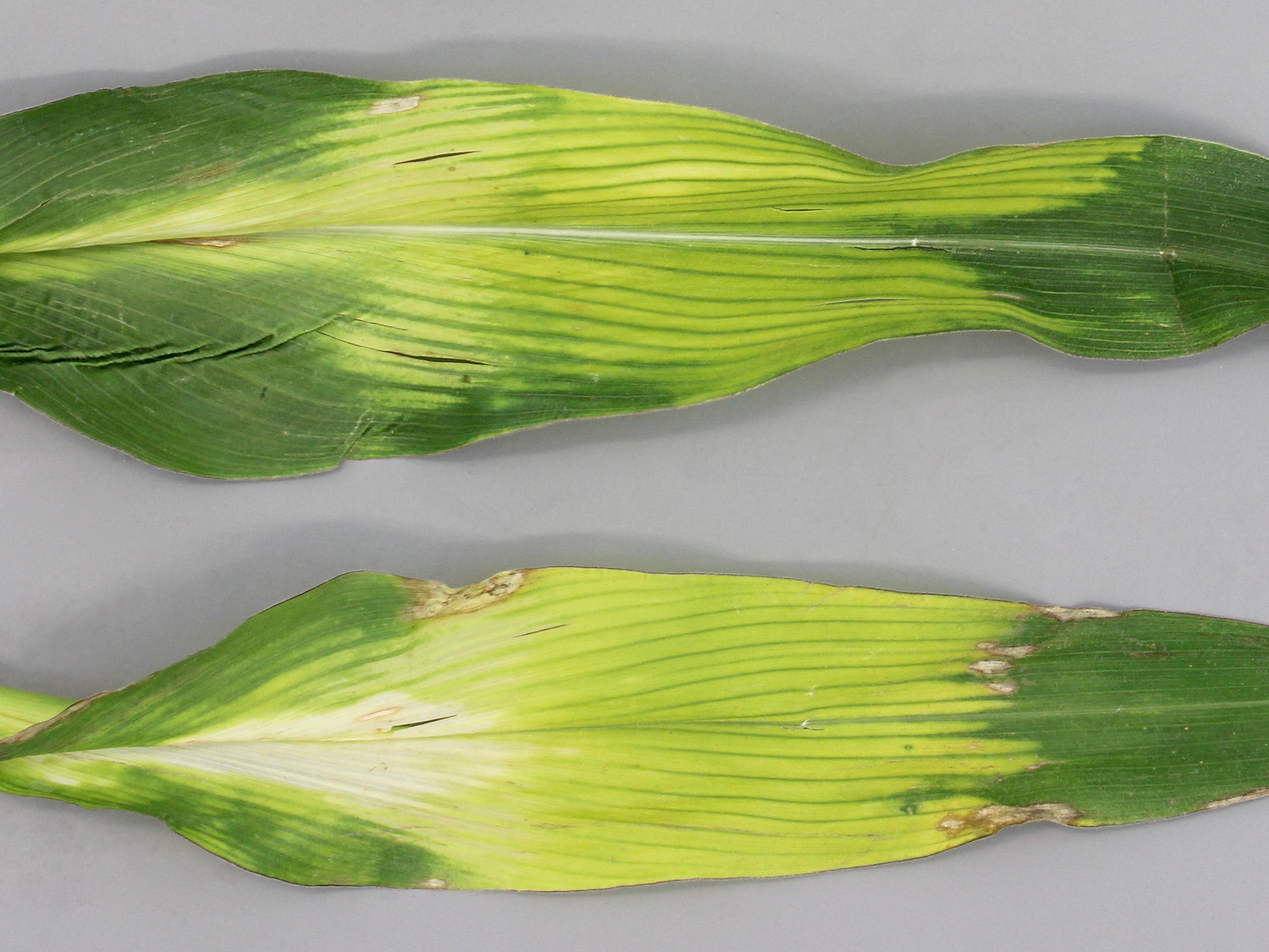 IRIIS phytoprotection - Fiche technique, Phytotoxicité - Herbicide du ...