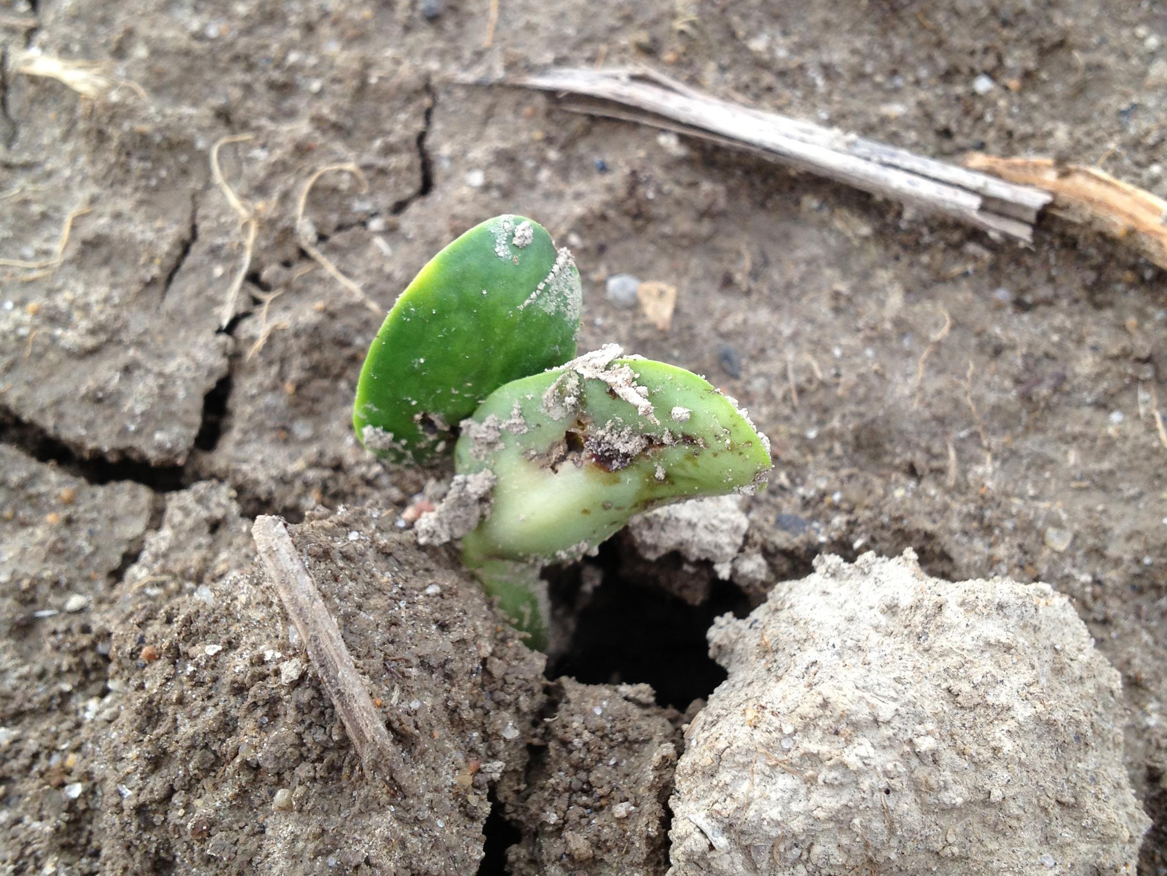 IRIIS phytoprotection - Fiche technique, Mouche des semis - Soya