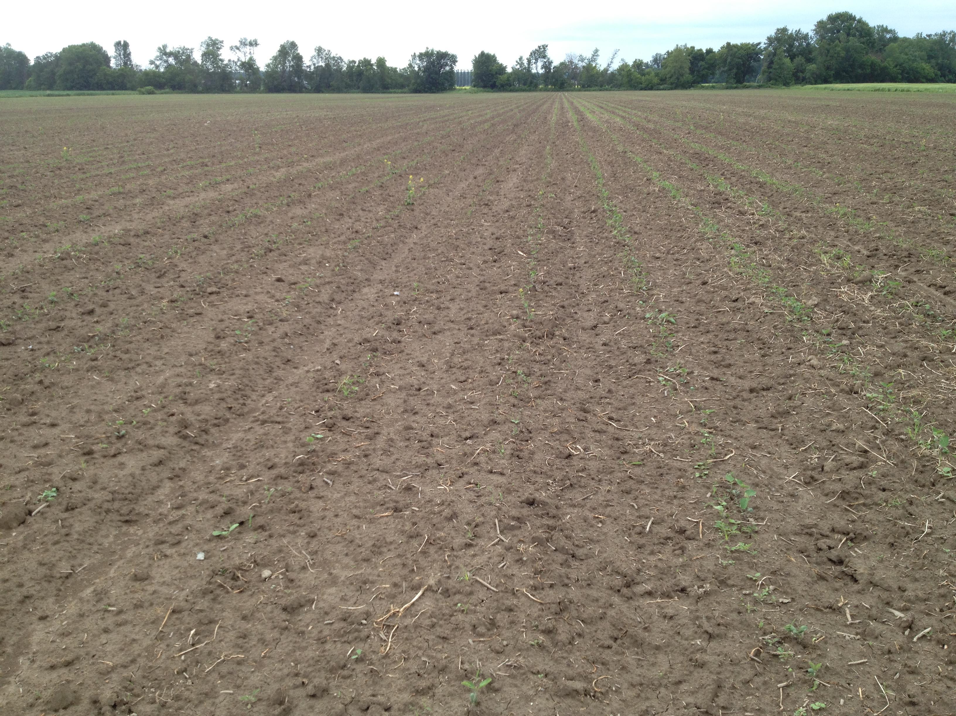 IRIIS phytoprotection - Fiche technique, Mouche des semis - Soya