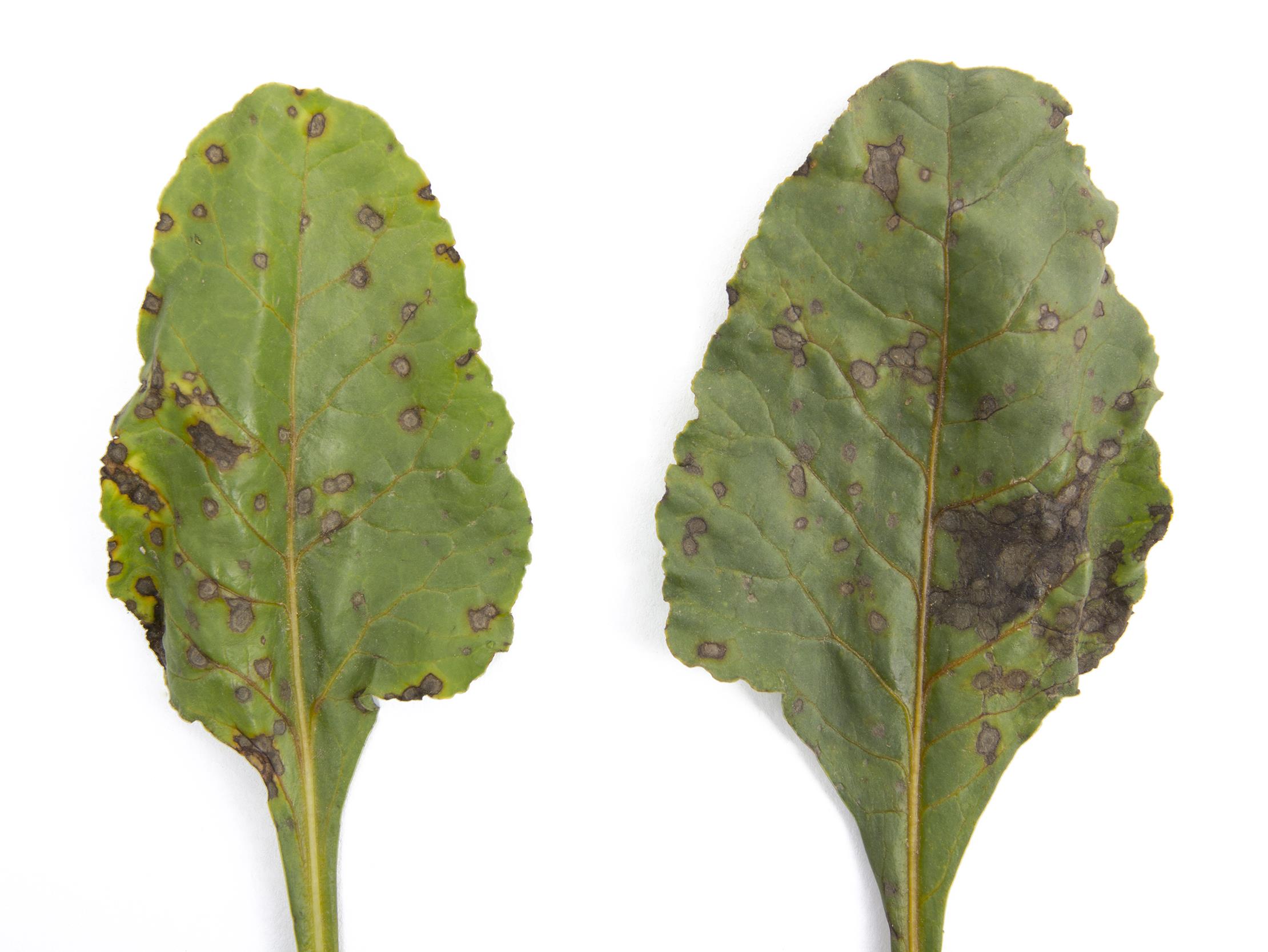 IRIIS phytoprotection - Fiche technique, Maladie Tache cercosporéenne ...