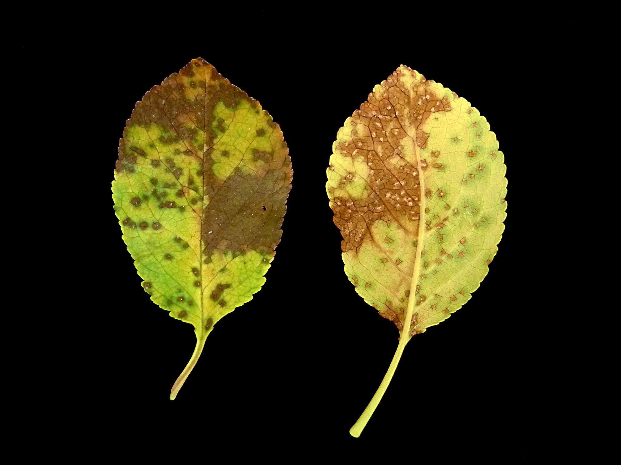 IRIIS phytoprotection - Fiche technique, Maladie Tache septorienne (syn ...