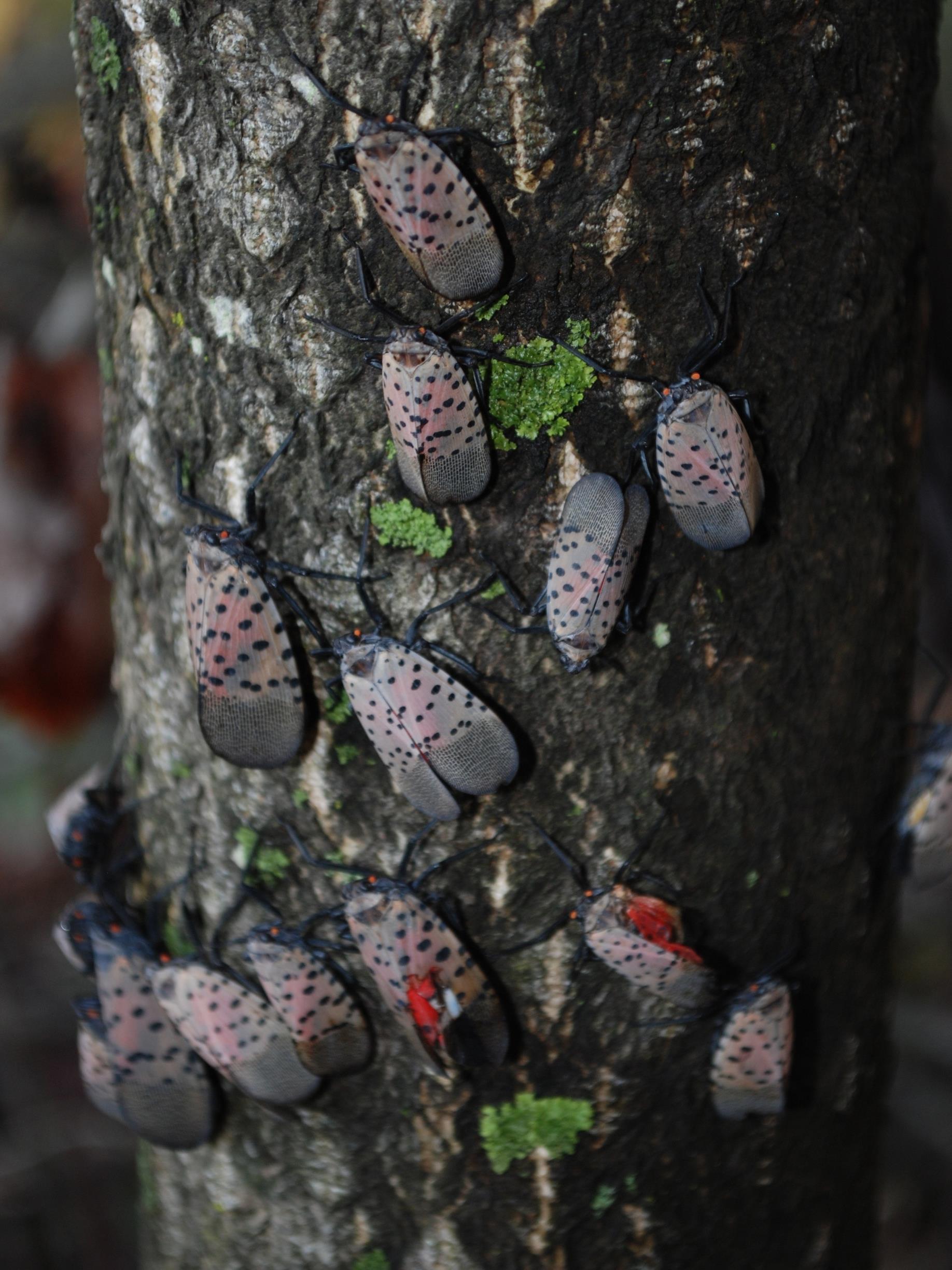 IRIIS phytoprotection - Fiche technique, Fulgore tacheté