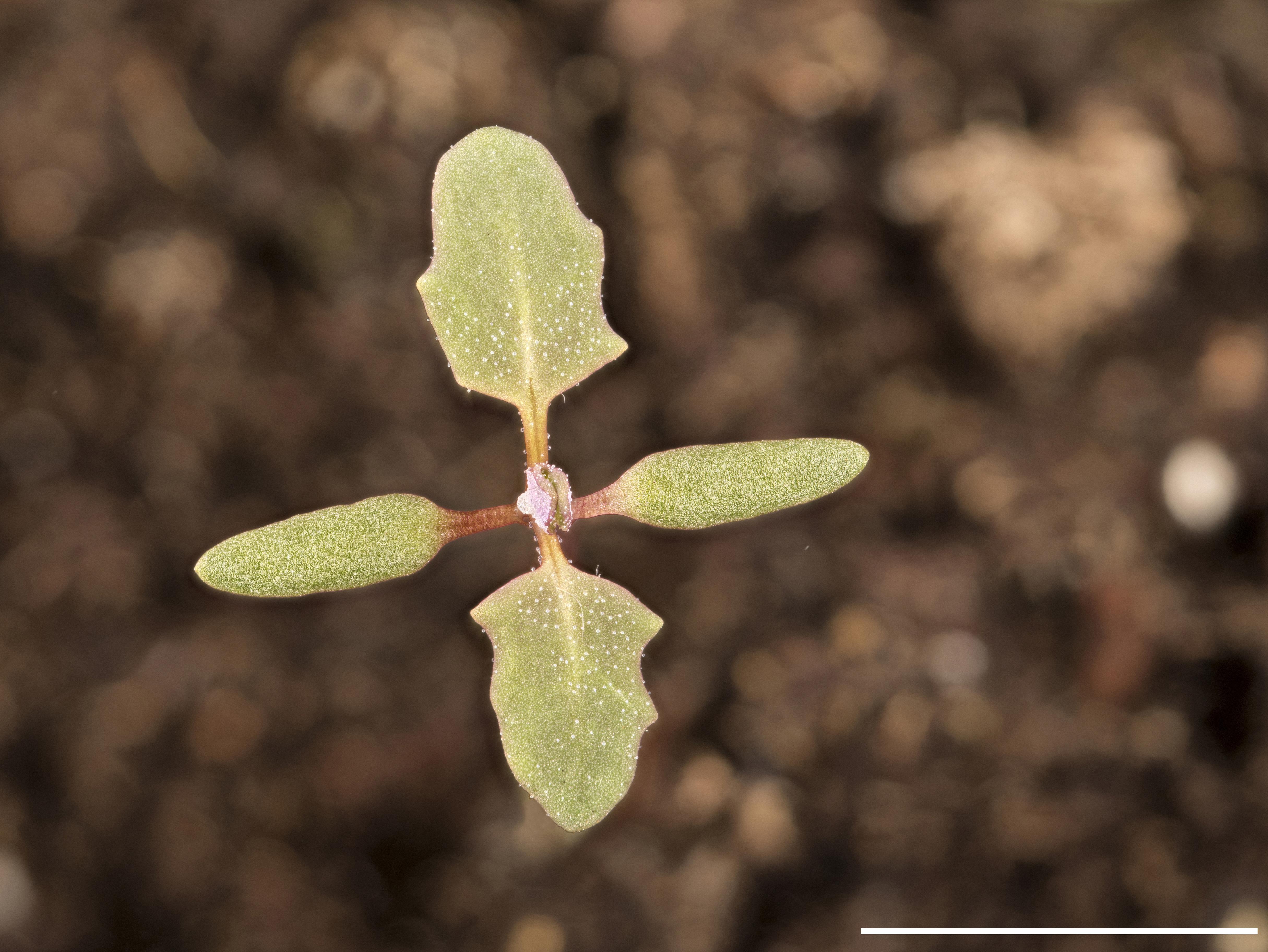 IRIIS phytoprotection - Fiche technique, Chénopode glauque - Oak-leaved ...