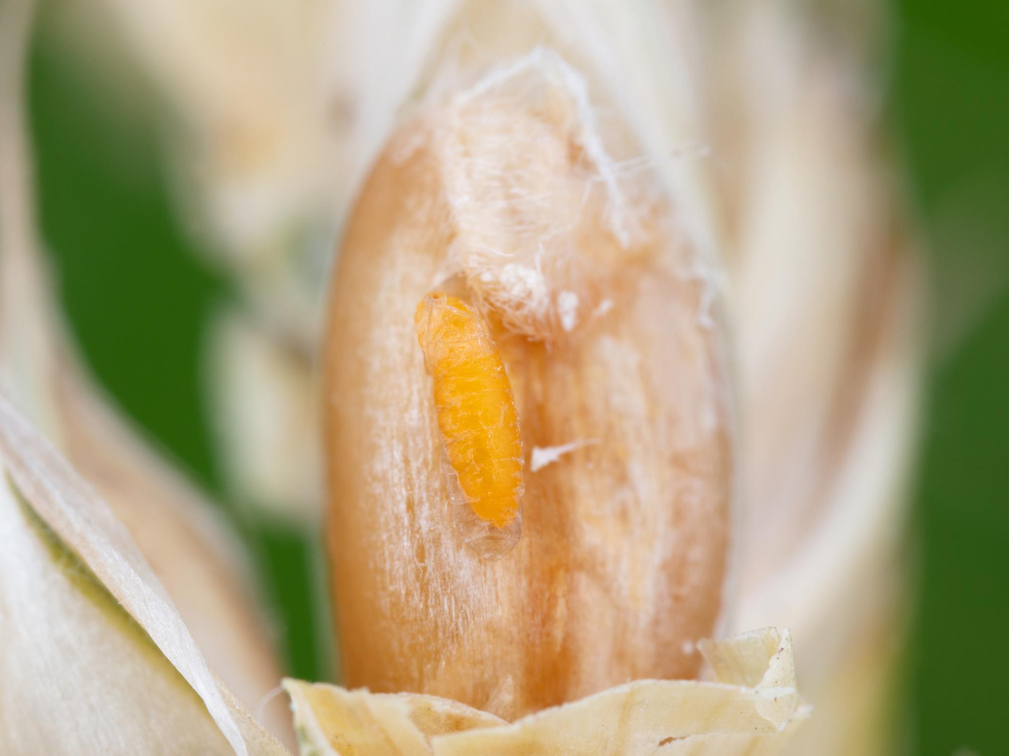 IRIIS phytoprotection - Fiche technique, Cécidomyie orangée du blé