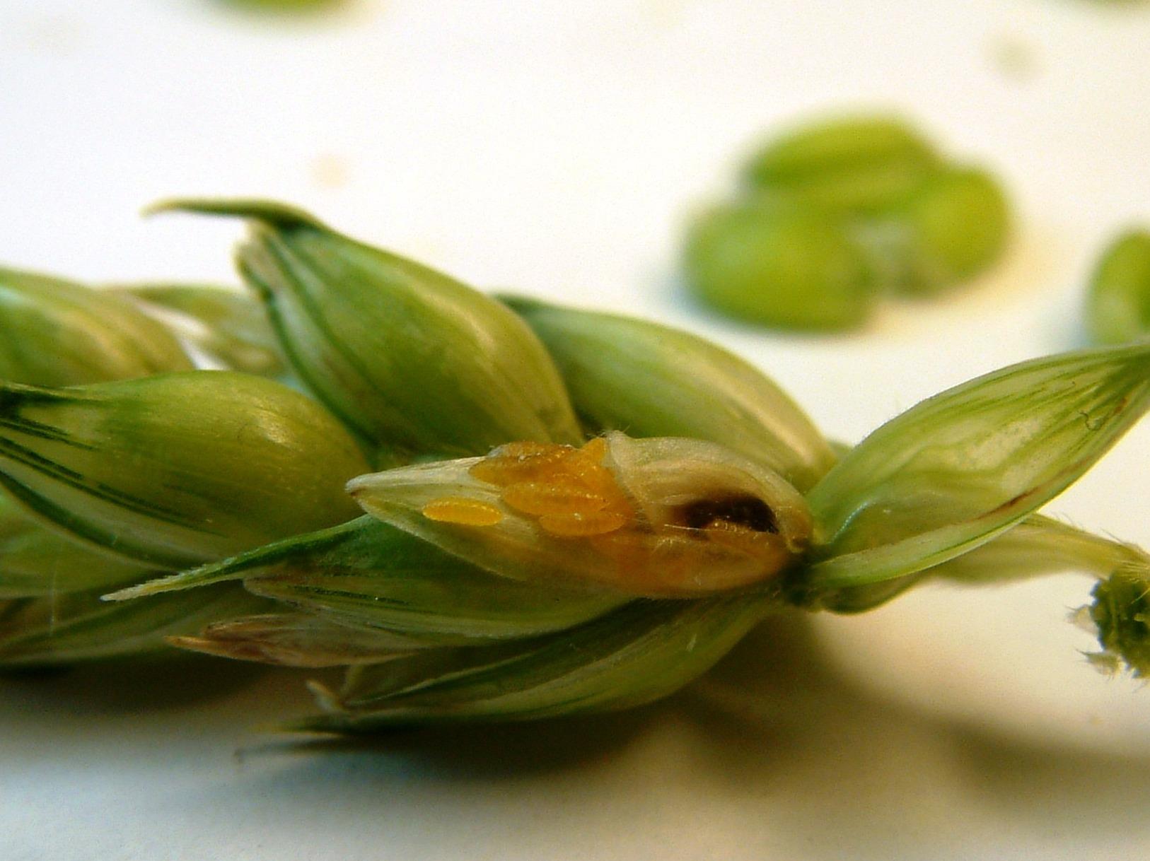 IRIIS phytoprotection - Fiche technique, Cécidomyie orangée du blé