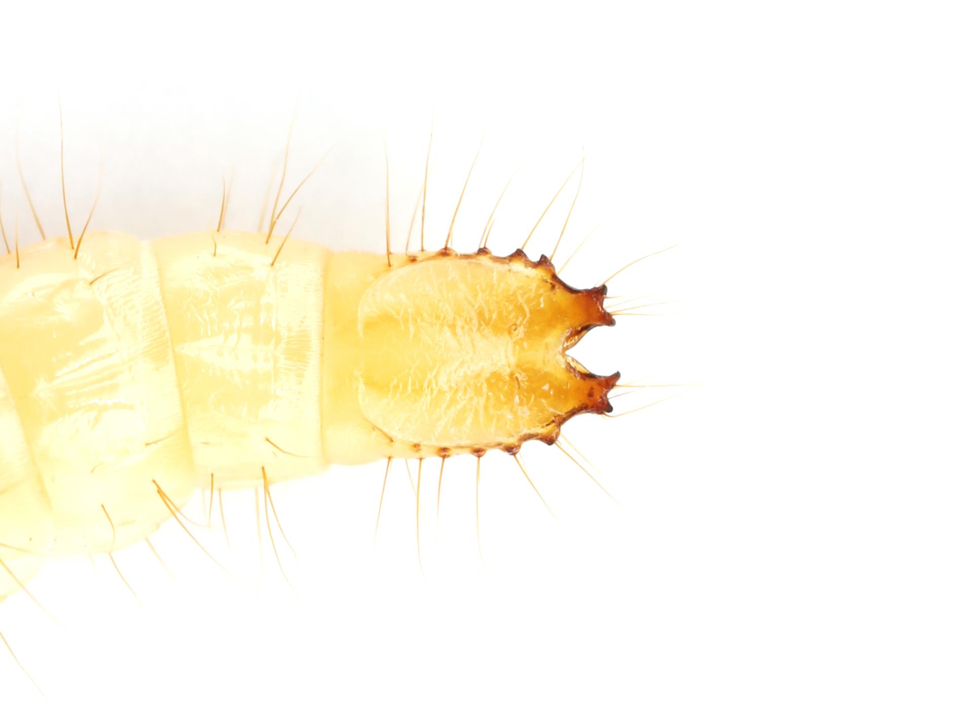 IRIIS phytoprotection - Fiche technique, Aeolus sp.