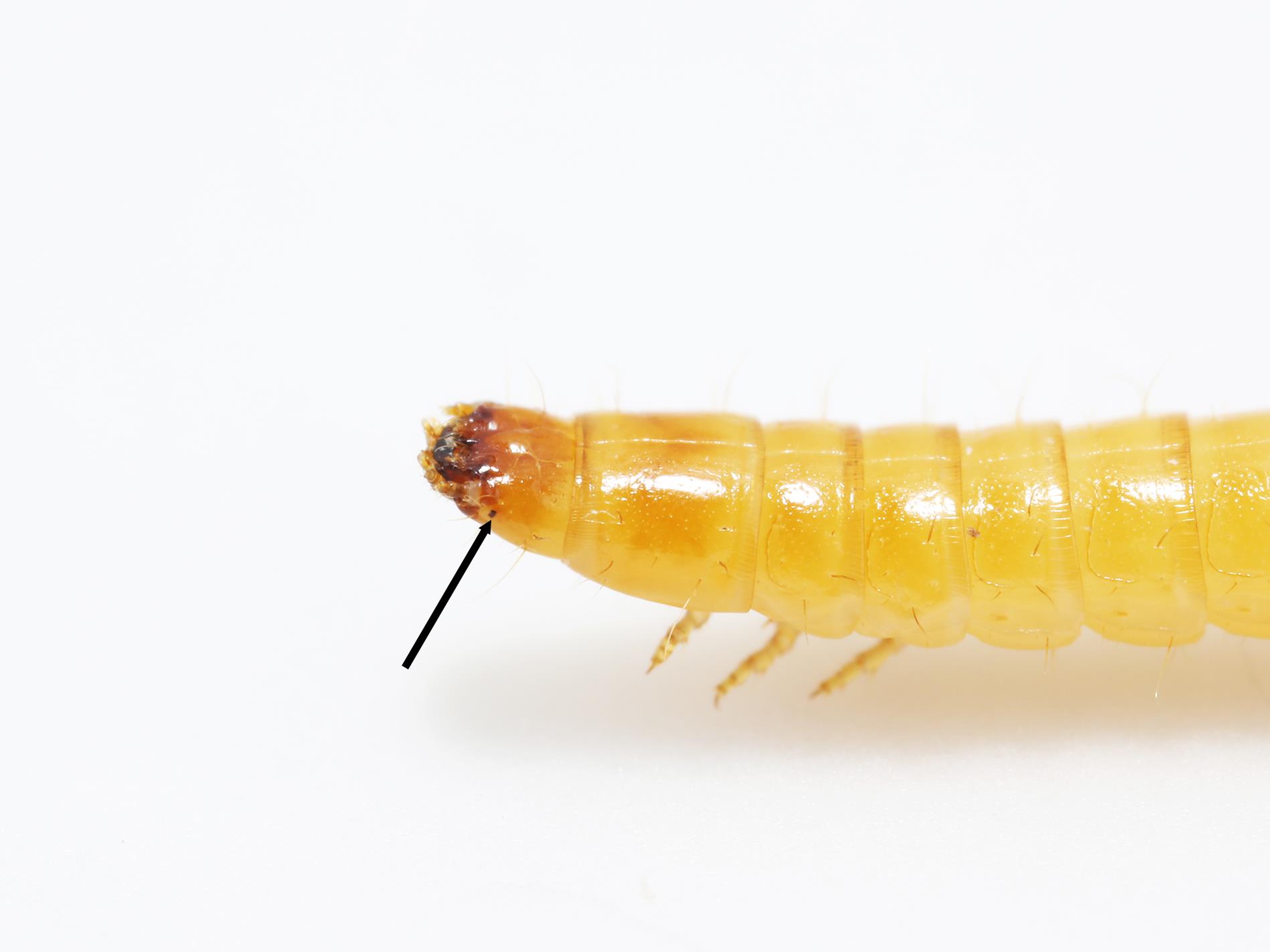 IRIIS phytoprotection - Fiche technique, Hypnoidus sp.