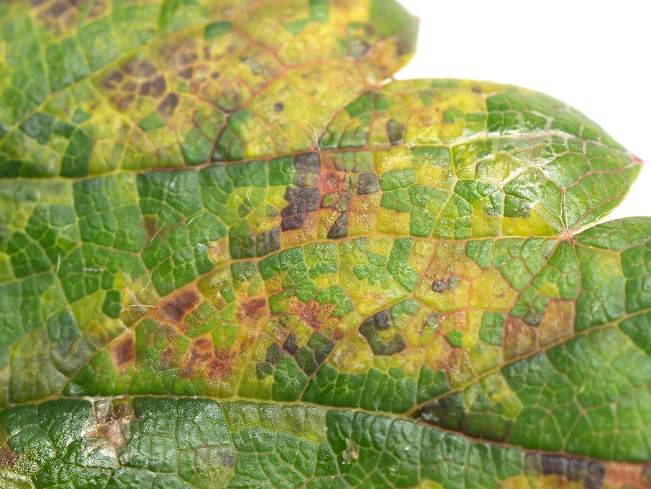 IRIIS phytoprotection - Fiche technique, Maladie Tache angulaire (syn ...