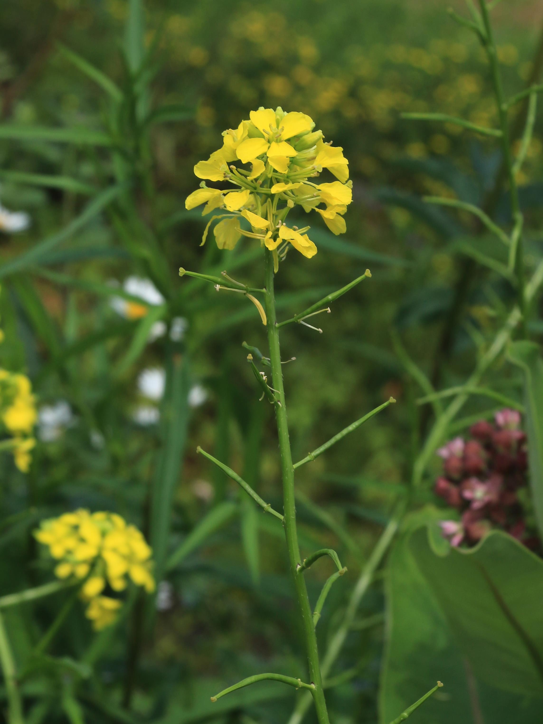 IRIIS phytoprotection - Fiche technique, Moutarde des champs - Wild ...