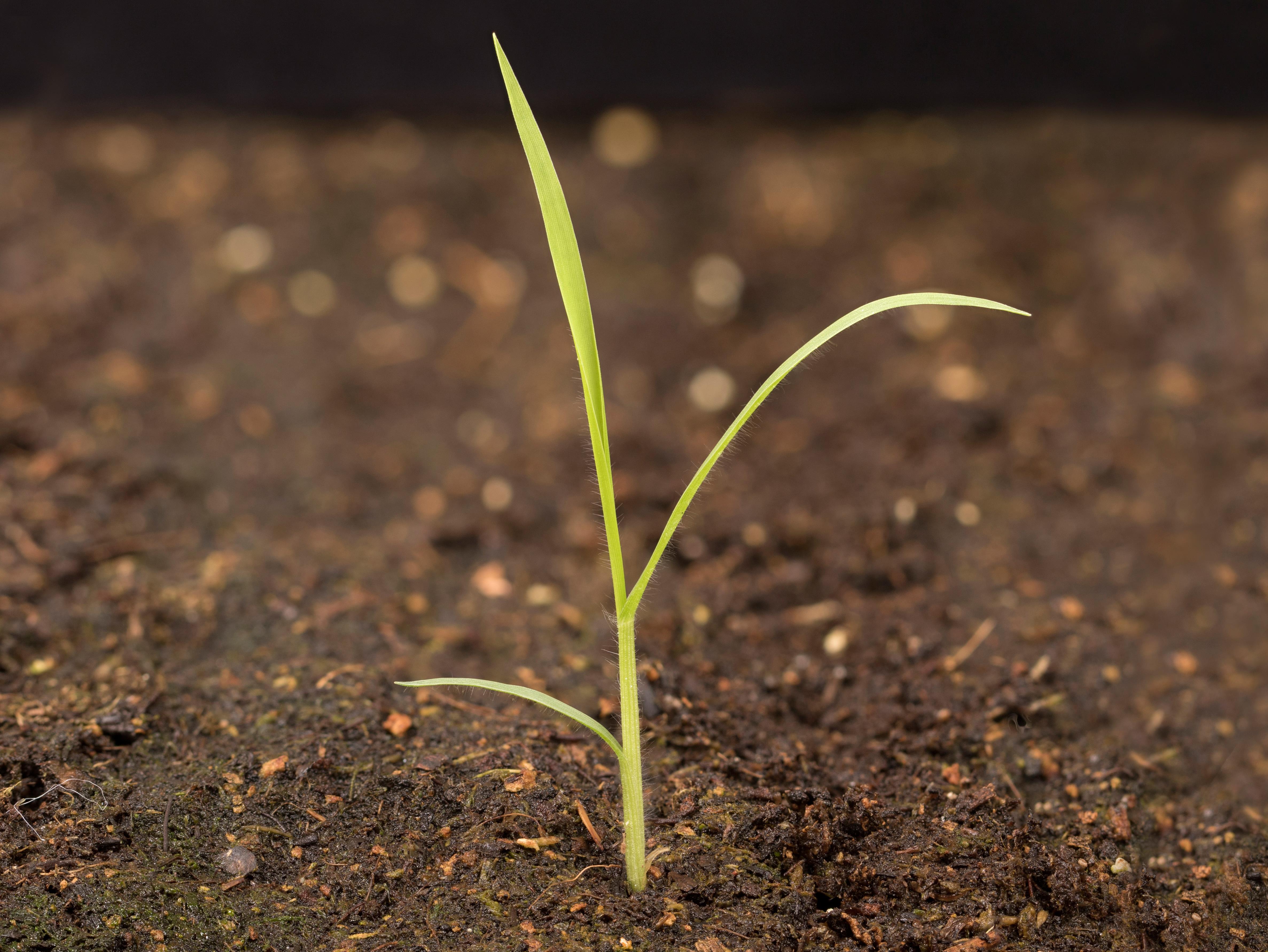 IRIIS phytoprotection - Fiche technique, Panic d'automne - Fall ...