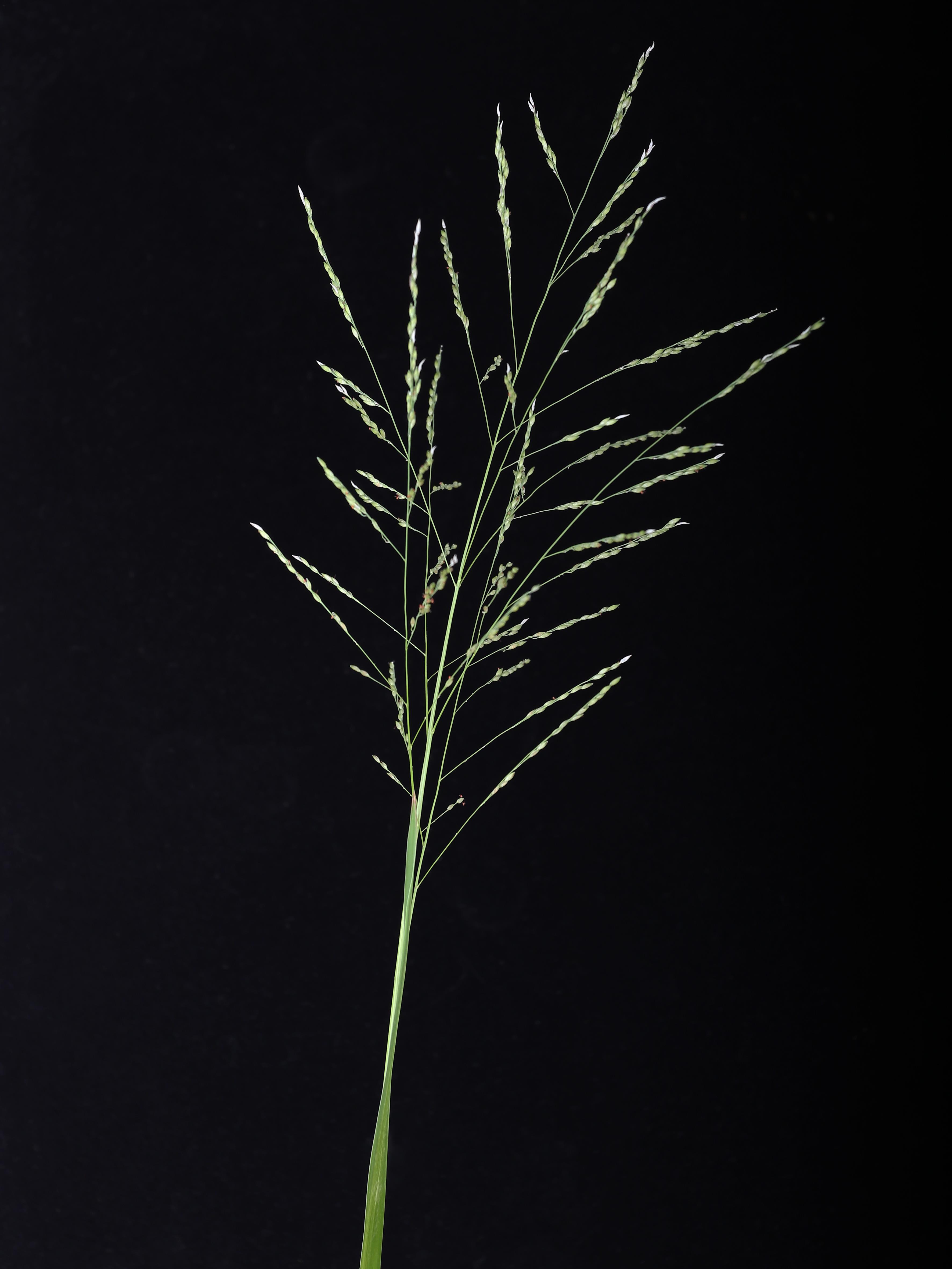 IRIIS phytoprotection - Fiche technique, Panic d'automne - Fall ...