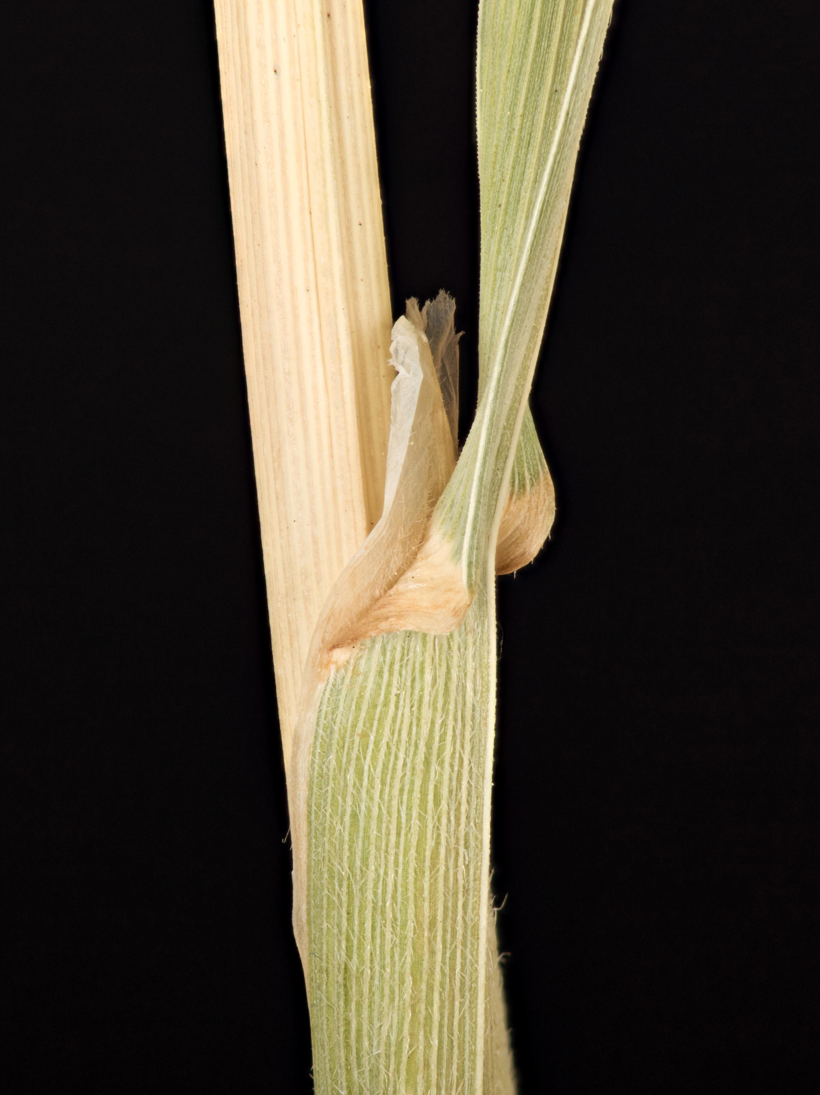 IRIIS phytoprotection - Fiche technique, Dactyle pelotonné - Orchard grass