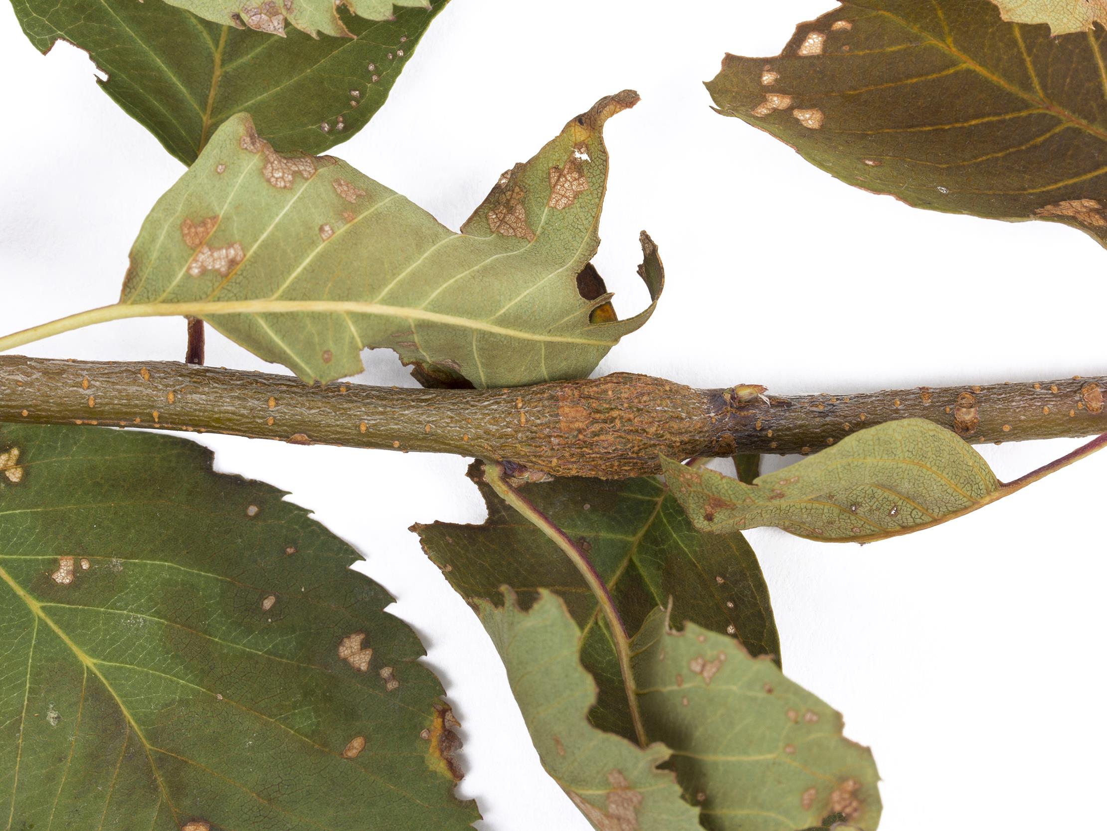 IRIIS phytoprotection - Fiche technique, Maladie Rouille - Amélanchiers ...