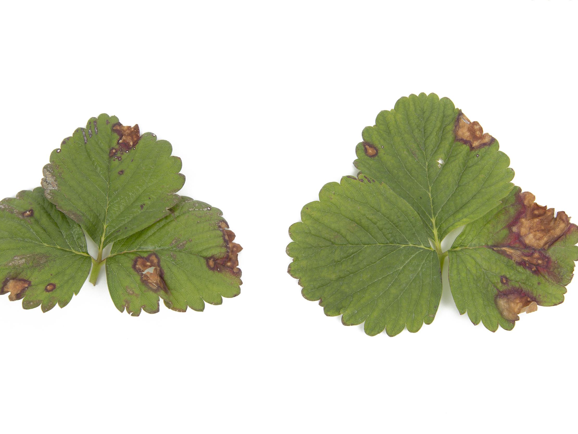 IRIIS phytoprotection - Fiche technique, Maladie Tache foliaire - Fraise