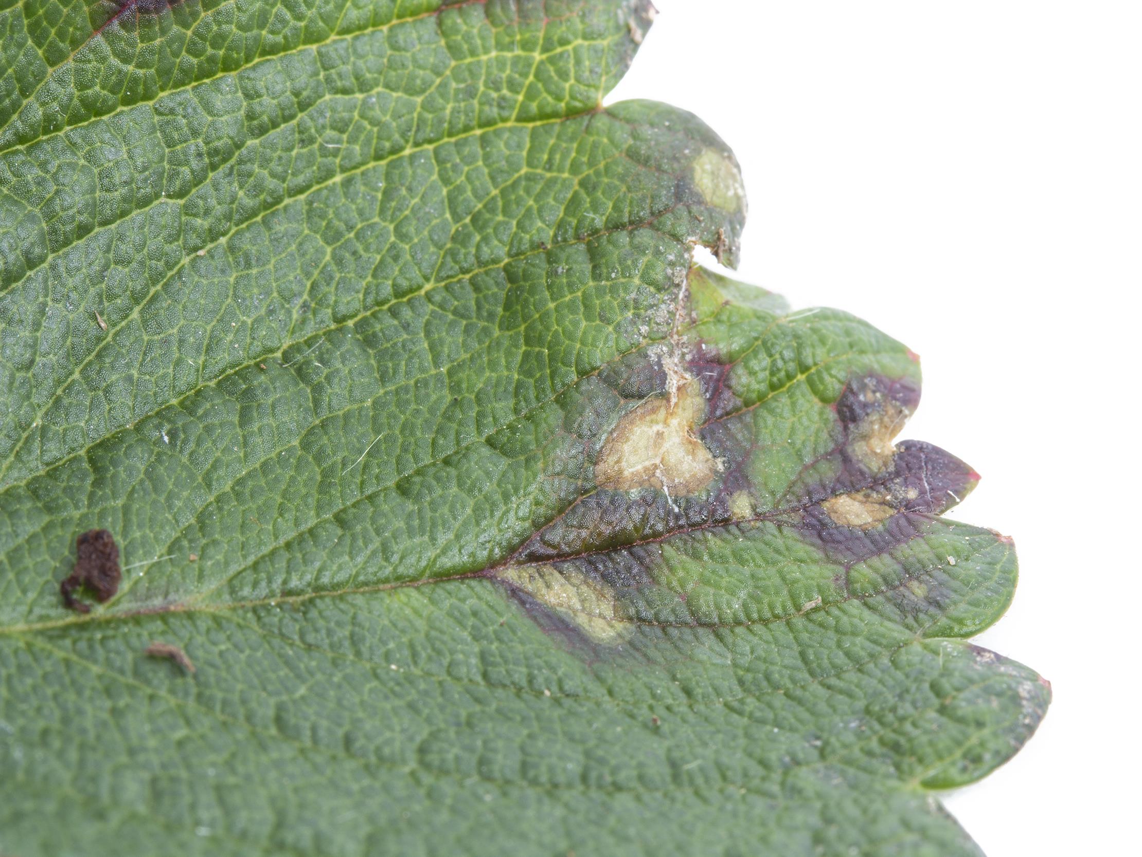 IRIIS phytoprotection - Fiche technique, Maladie Tache foliaire - Fraise