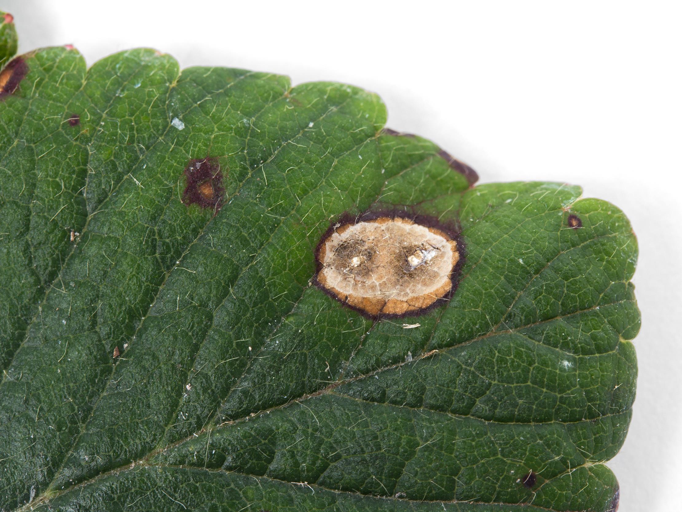 IRIIS phytoprotection - Fiche technique, Maladie Tache foliaire - Fraise