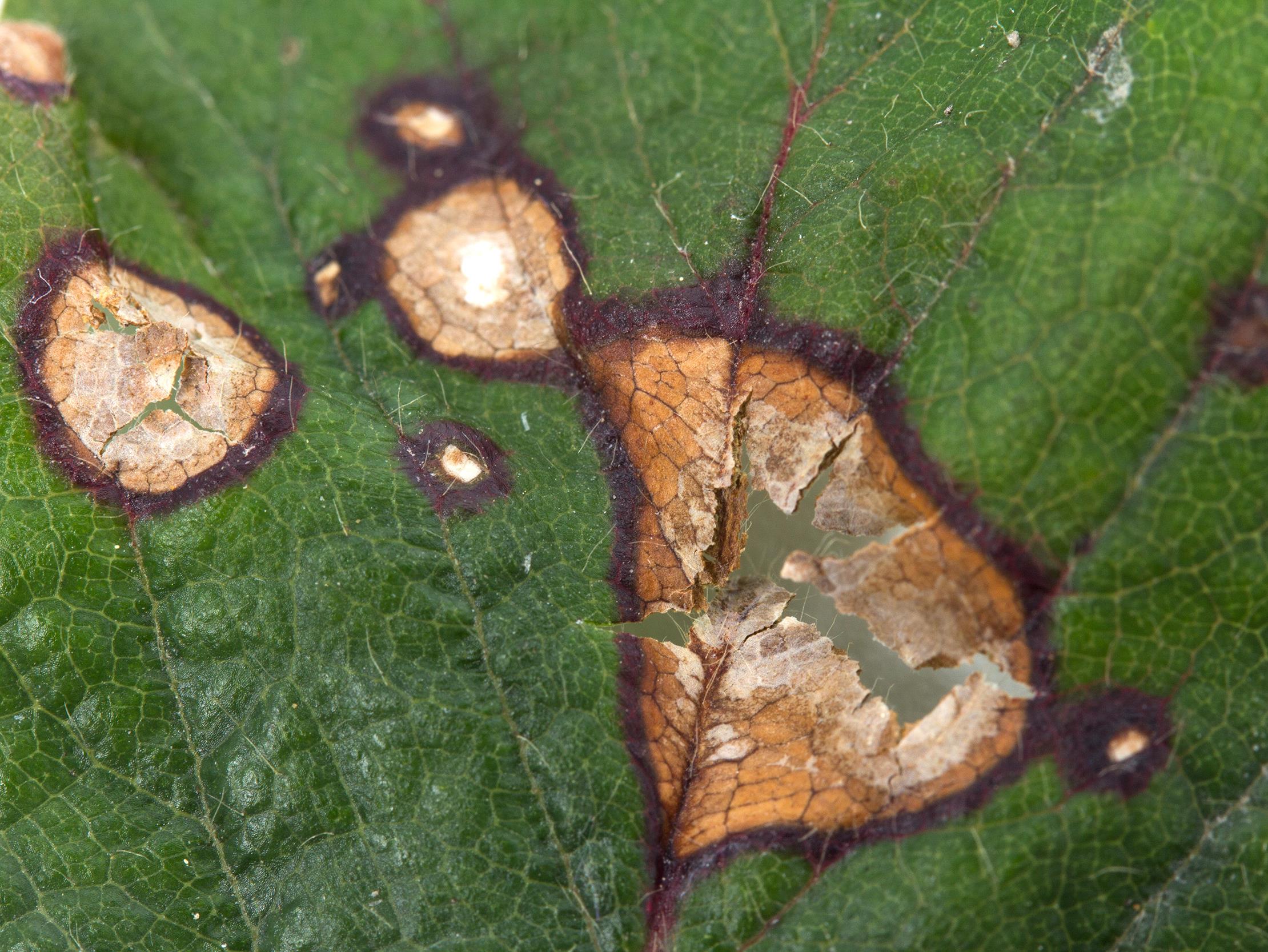 IRIIS phytoprotection - Fiche technique, Maladie Tache foliaire - Fraise