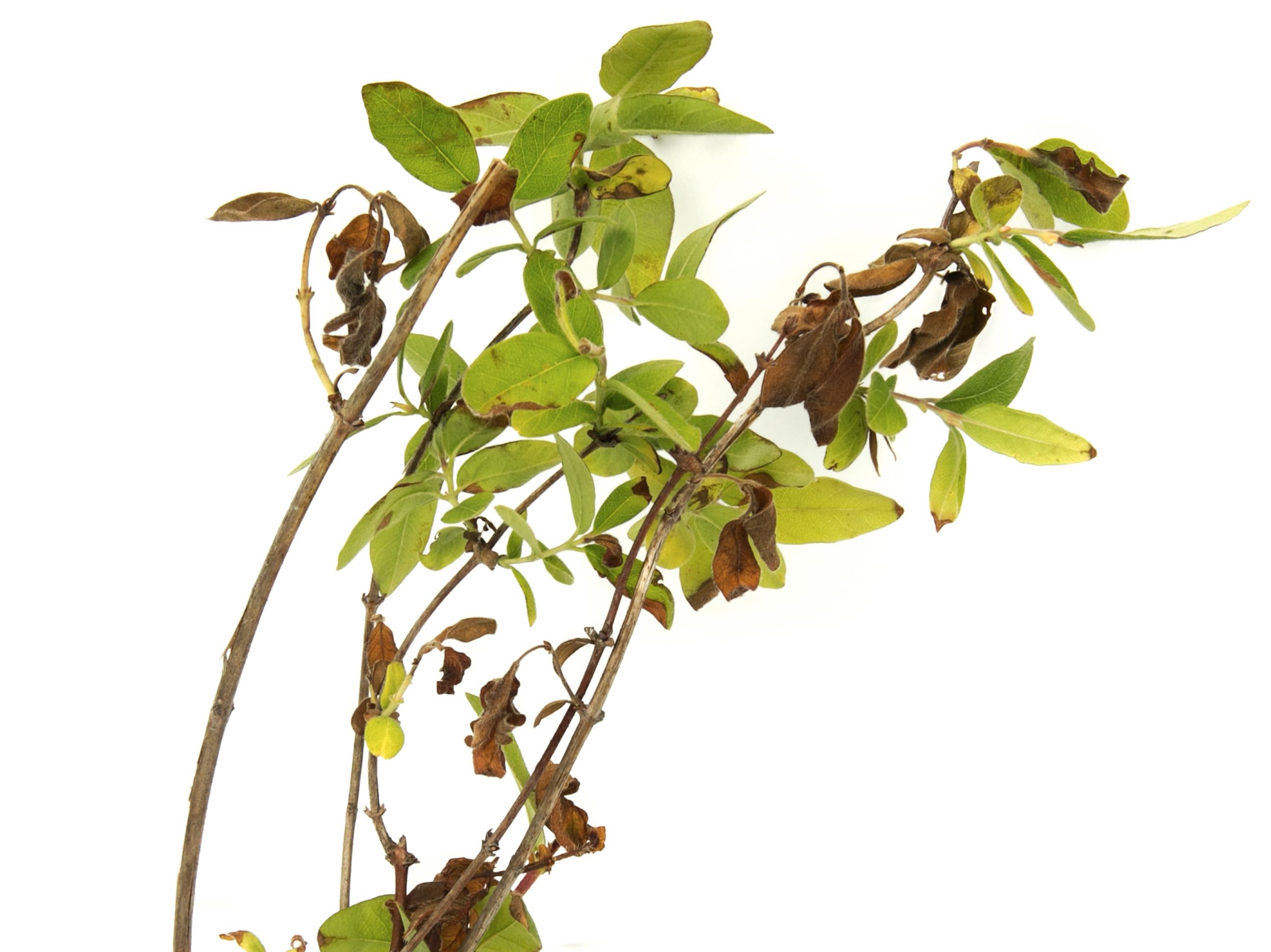 IRIIS phytoprotection - Fiche technique, Phytotoxicité - Herbicide du ...