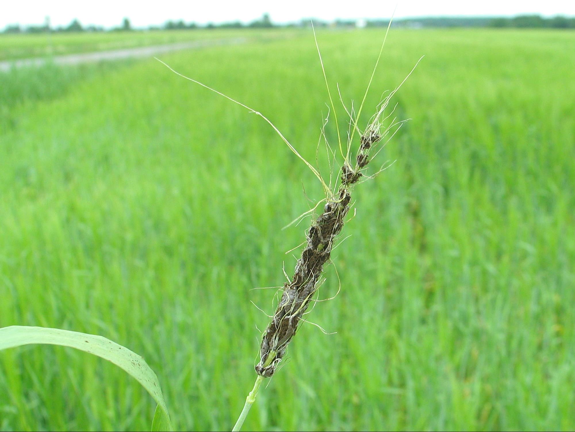 IRIIS phytoprotection - Fiche technique, Maladie Charbon nu - Orge