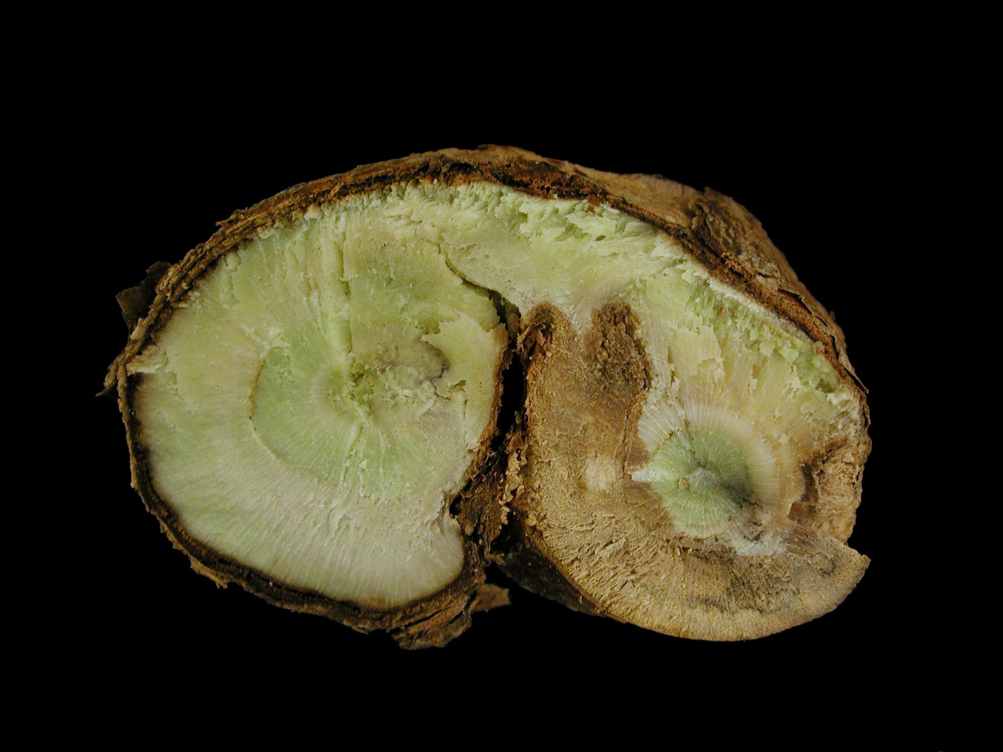 IRIIS phytoprotection - Fiche technique, Maladie Chancre à ...