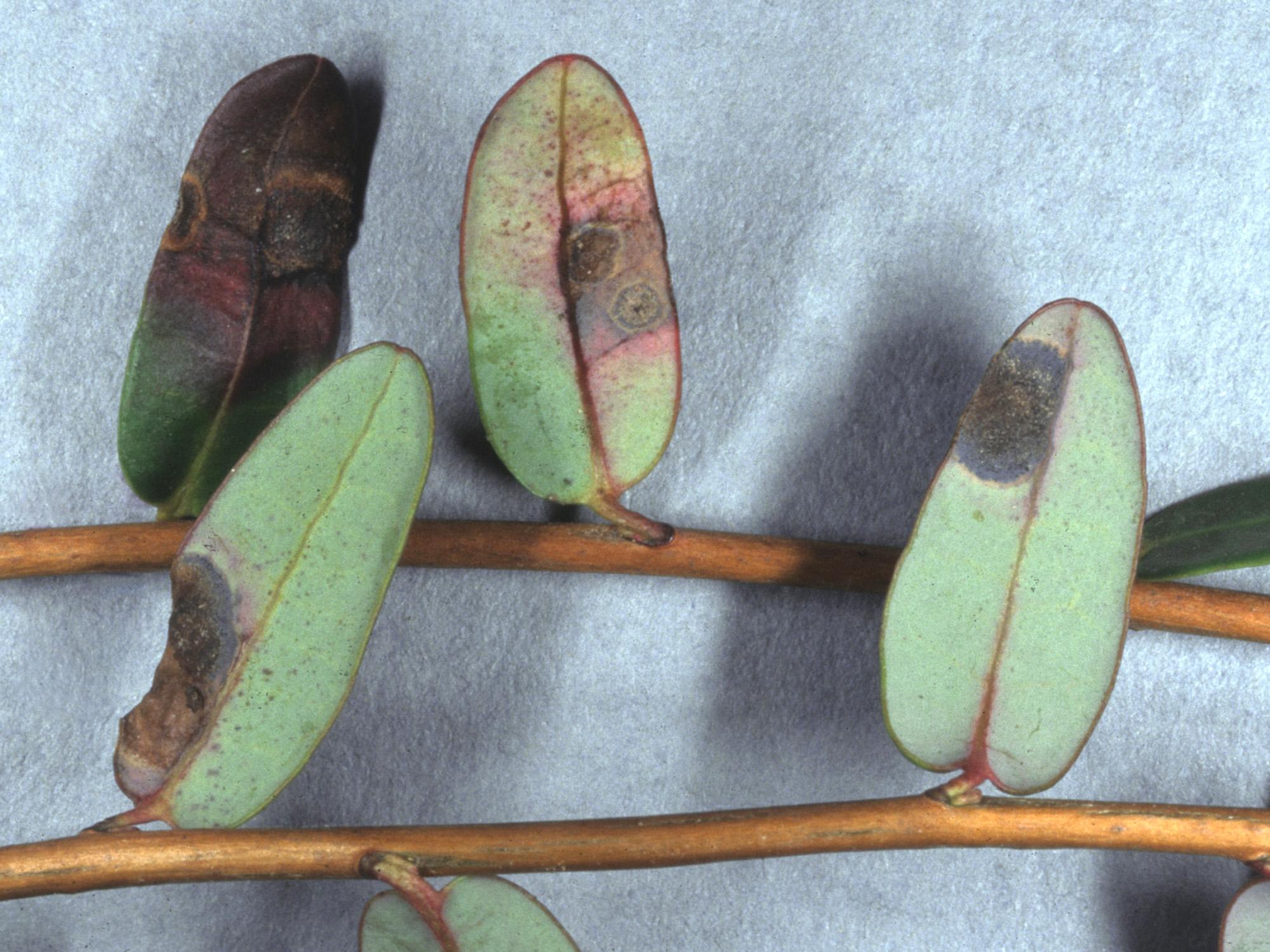 IRIIS phytoprotection - Fiche technique, Maladie Tache noire - Canneberge