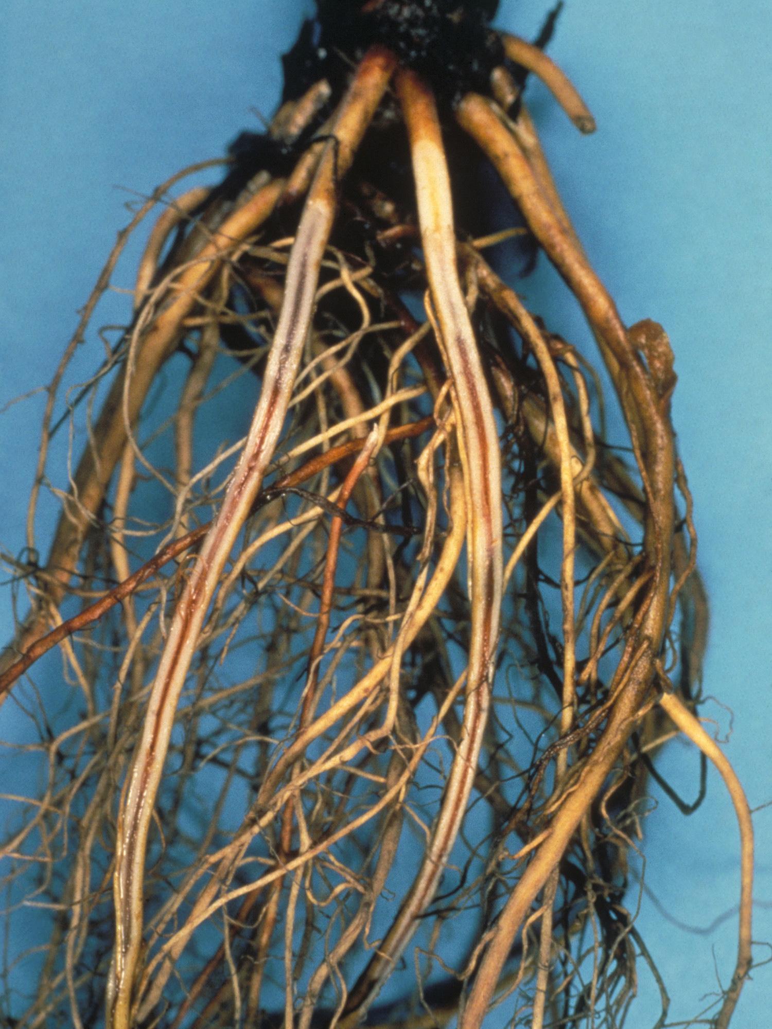 IRIIS phytoprotection - Fiche technique, Maladie Stèle rouge (syn. Maladie des racines rouges ...