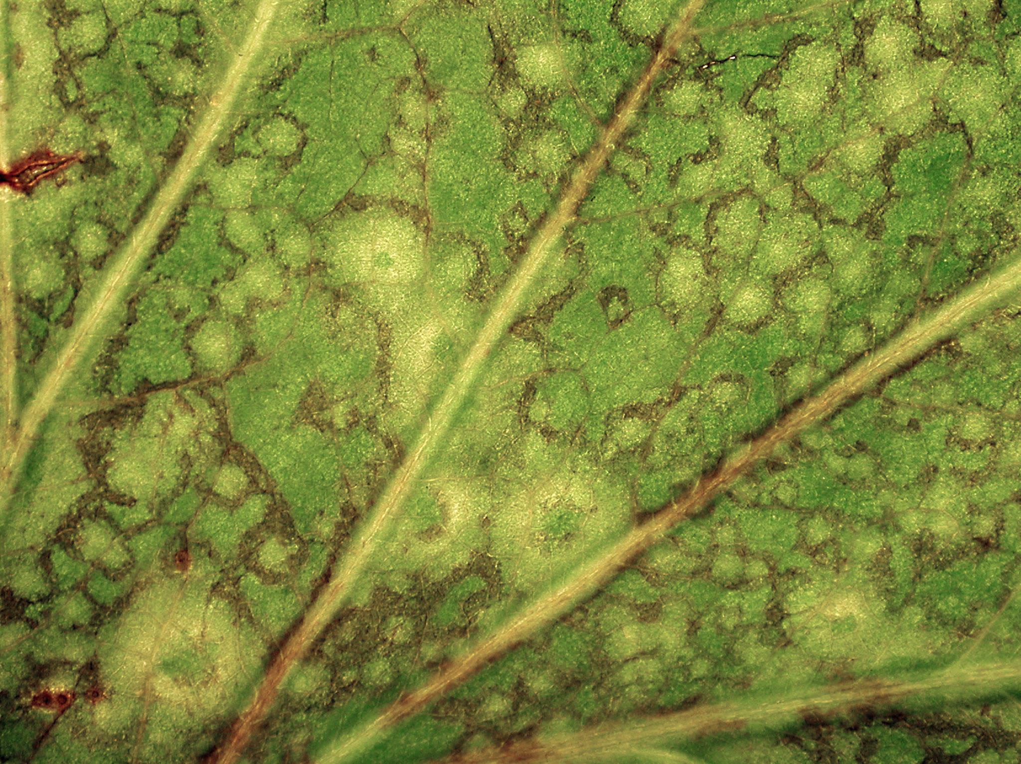 IRIIS phytoprotection - Fiche technique, Potyvirus (groupe) - Bégonias