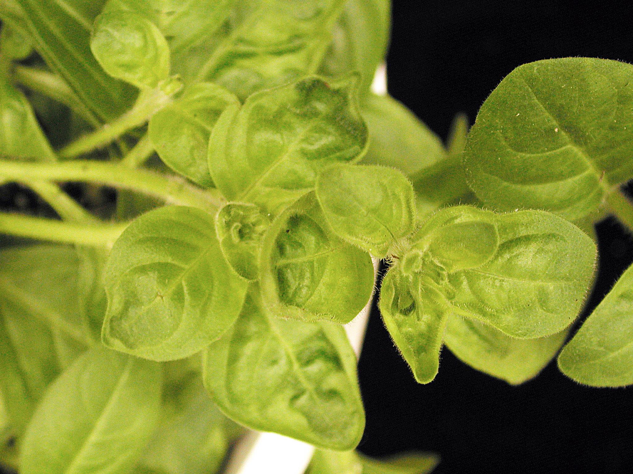 IRIIS phytoprotection - Fiche technique, Virus de la mosaïque de la ...