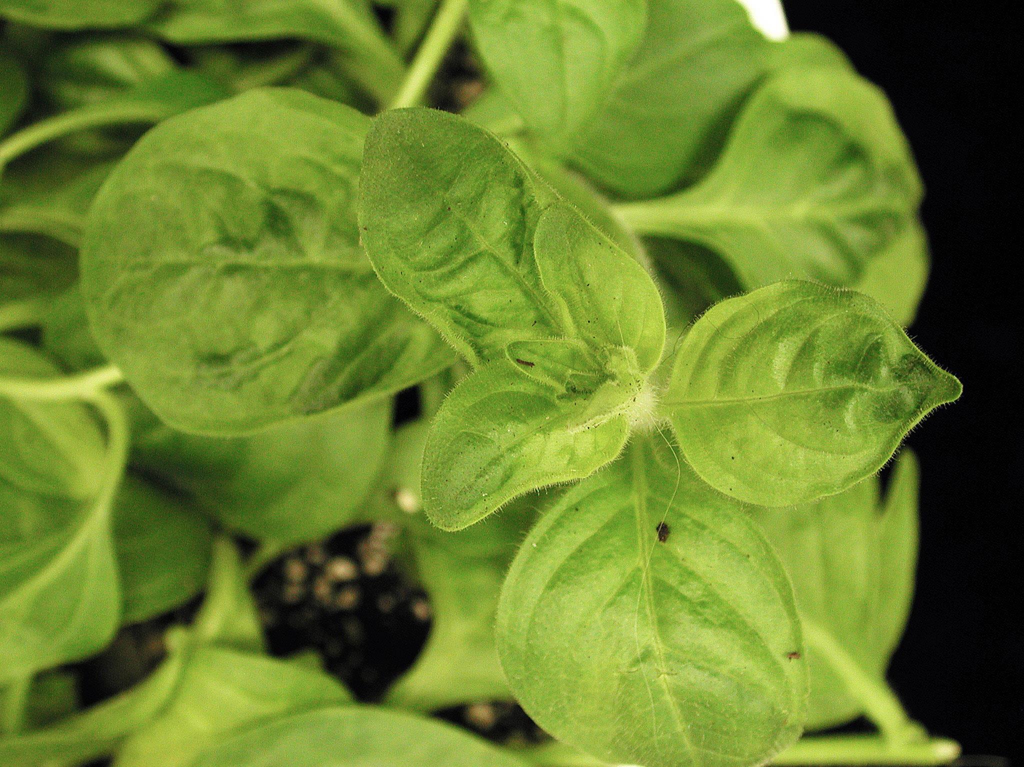 IRIIS phytoprotection - Fiche technique, Virus de la mosaïque de la ...