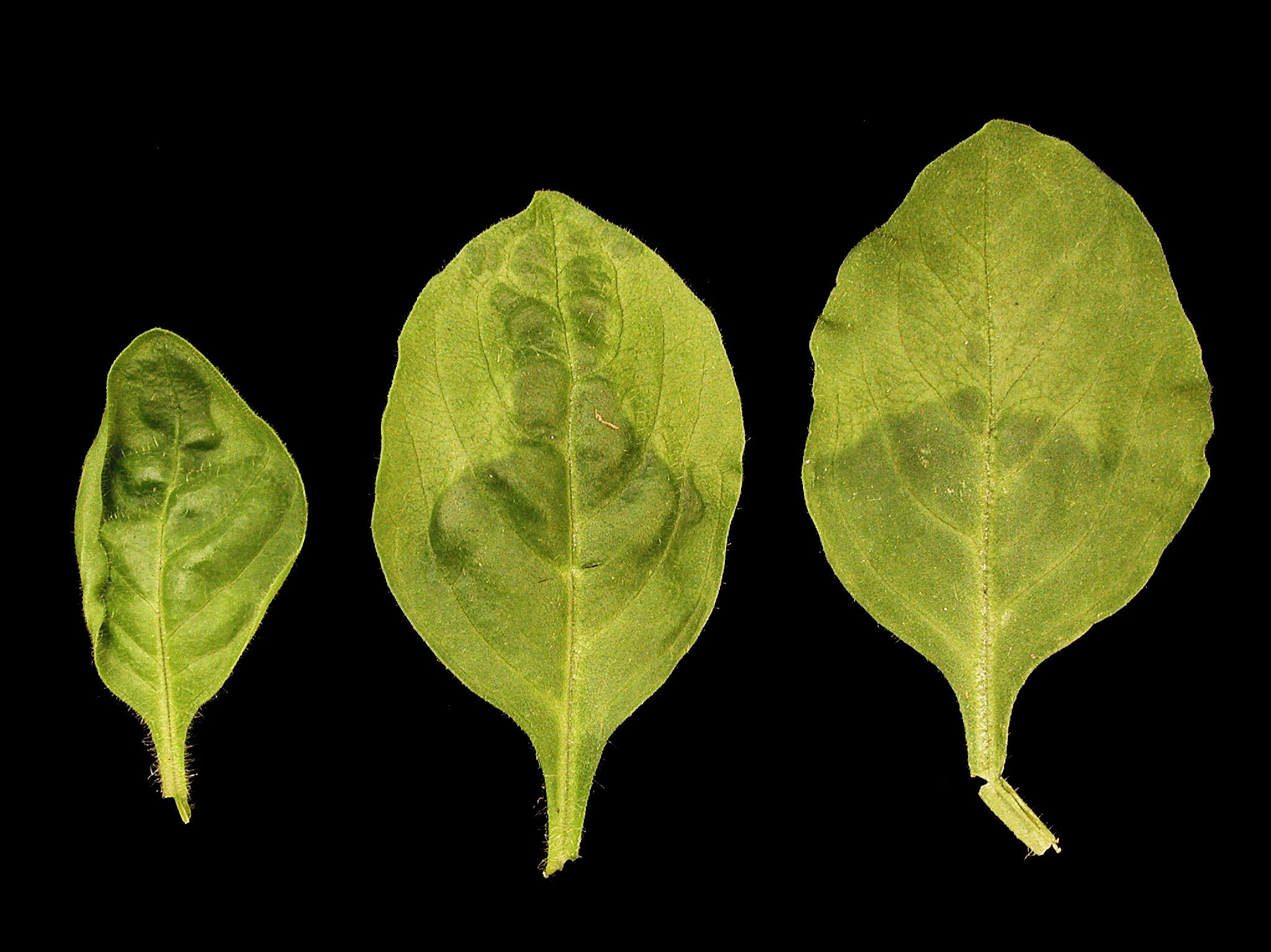 IRIIS phytoprotection - Fiche technique, Virus de la mosaïque de la ...