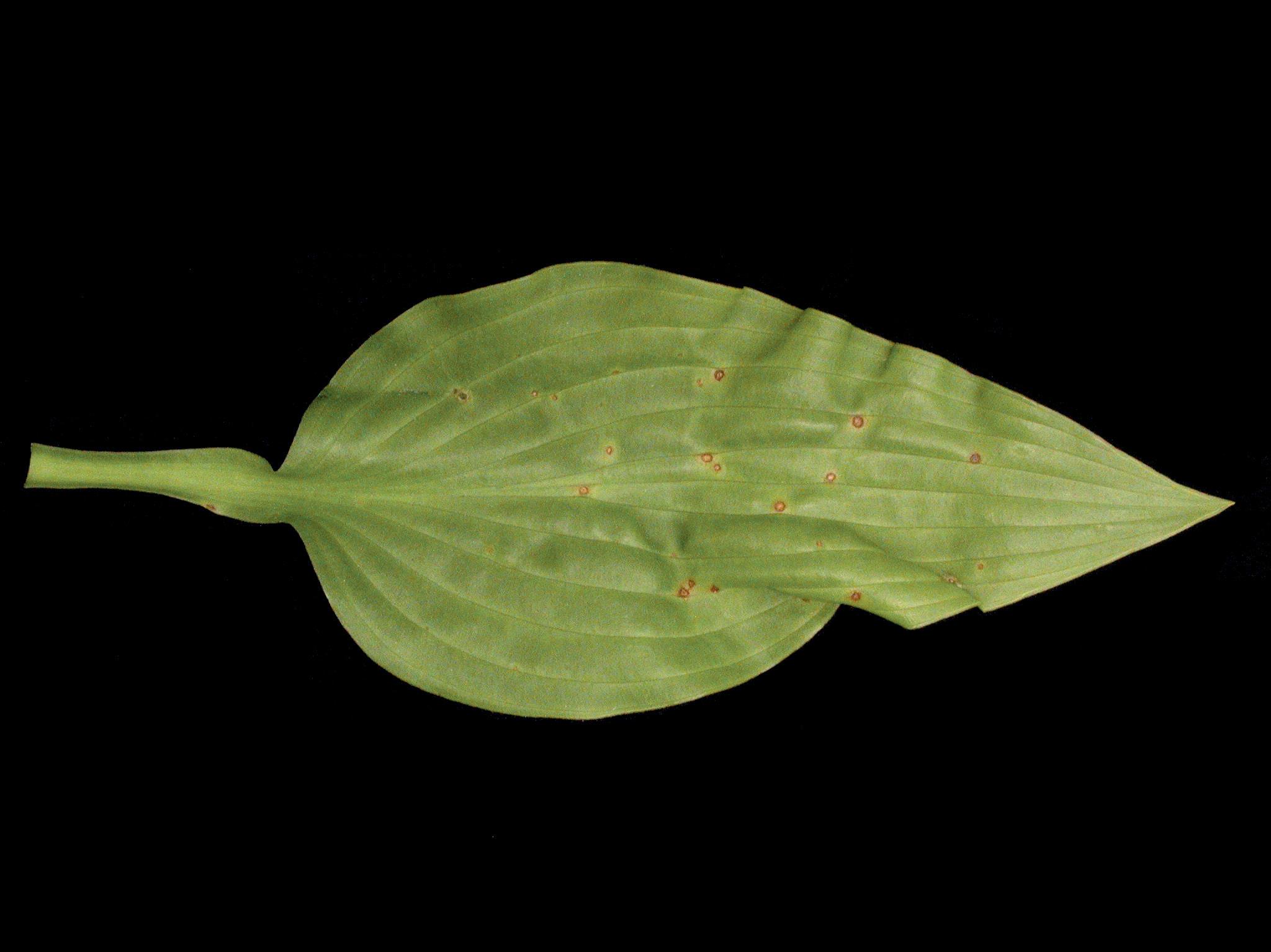 IRIIS phytoprotection - Fiche technique, Maladie Moisissure grise (syn ...