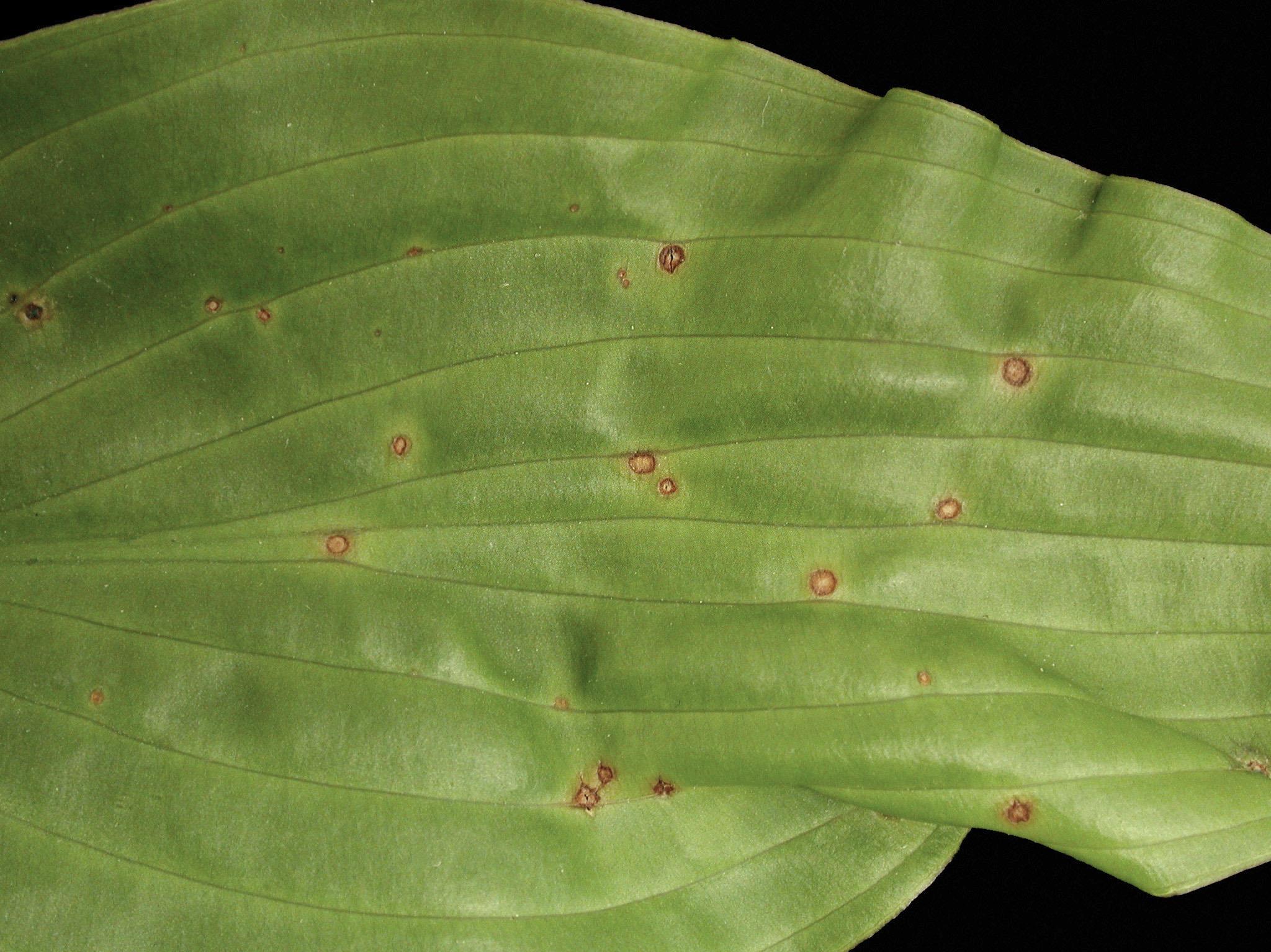 IRIIS phytoprotection - Fiche technique, Maladie Moisissure grise (syn ...