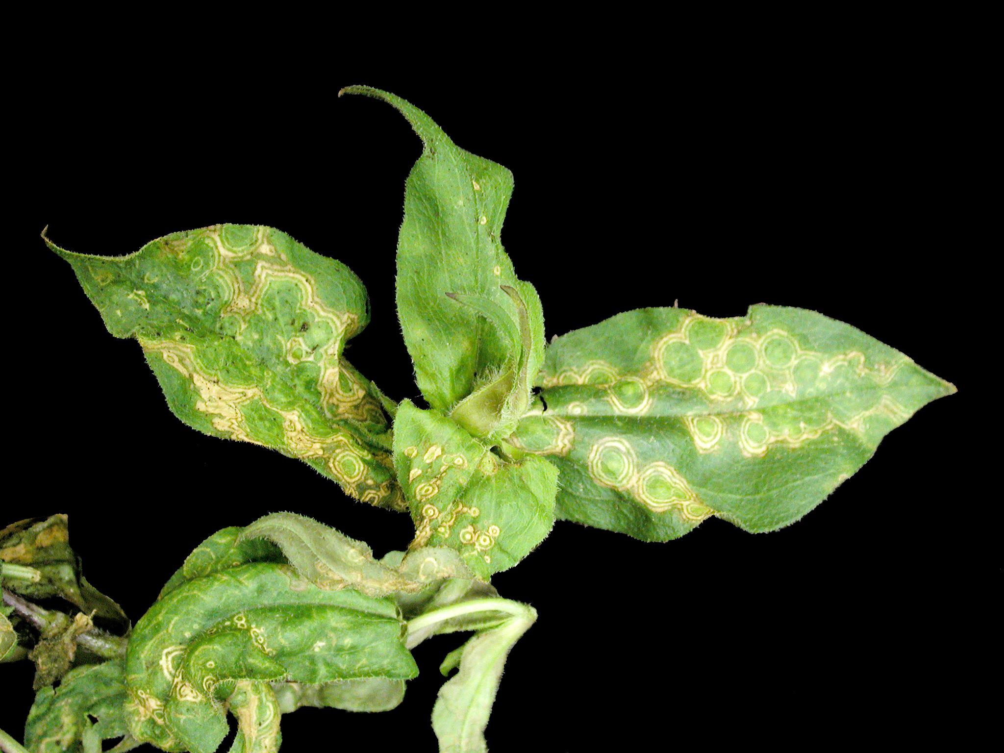 IRIIS phytoprotection - Fiche technique, Virus de la tache nécrotique ...